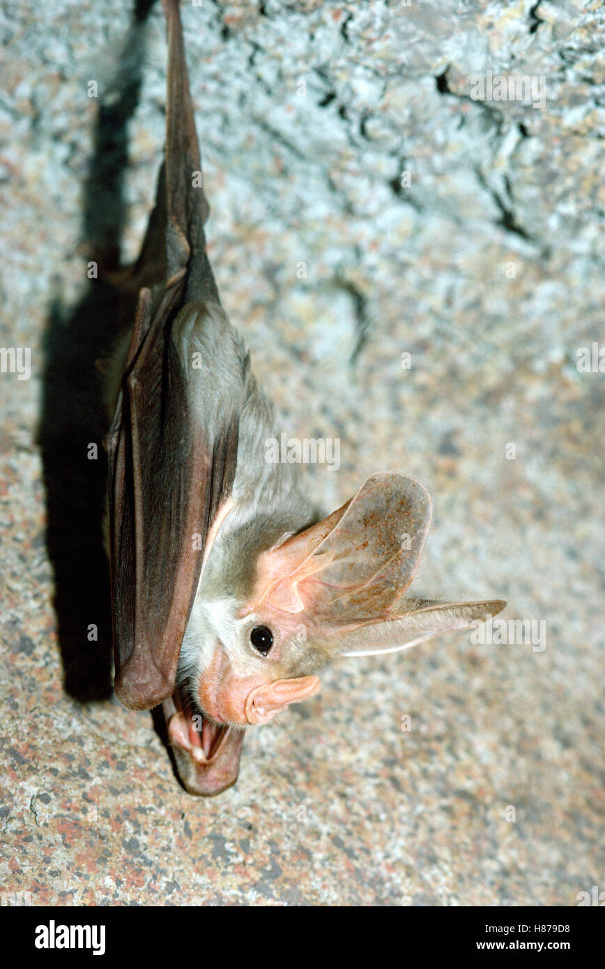 Ghost Bat (Macroderma gigas), Territory Wildlife Park, Berry Springs ...