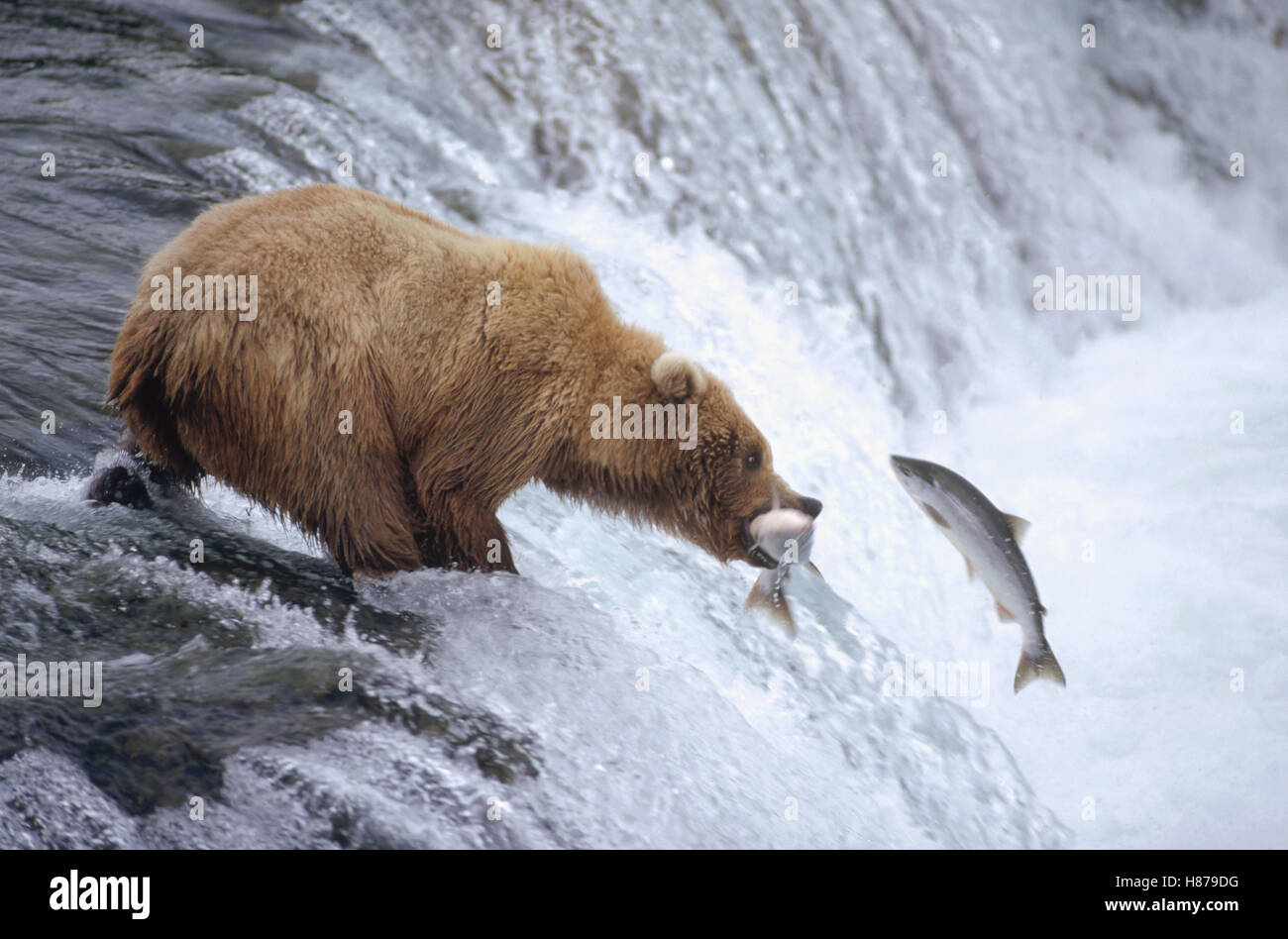 Grizzly Bear (Ursus arctos horribilis) adolescent catching salmon above ...