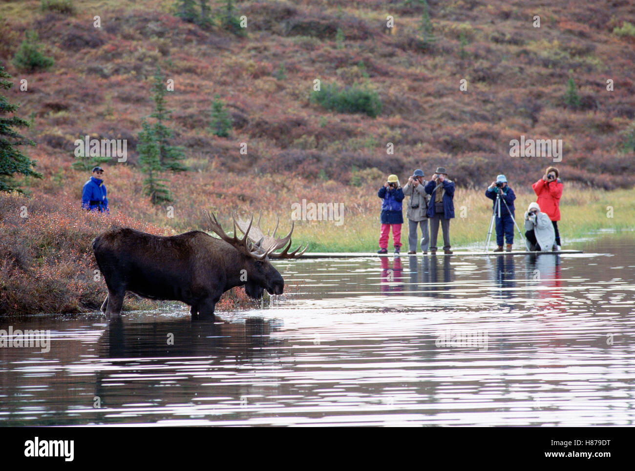 Alaska Moose (Alces alces gigas) bull and tourists at Wonder Lake, Denali National Park and ...