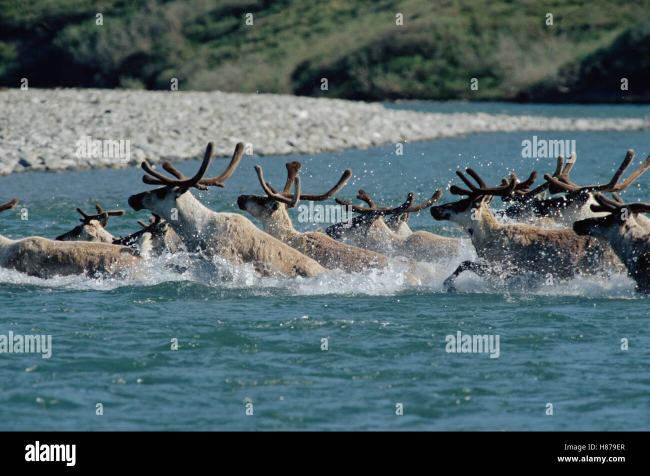 Caribou (Rangifer tarandus) herd of bulls crossing river during annual ...