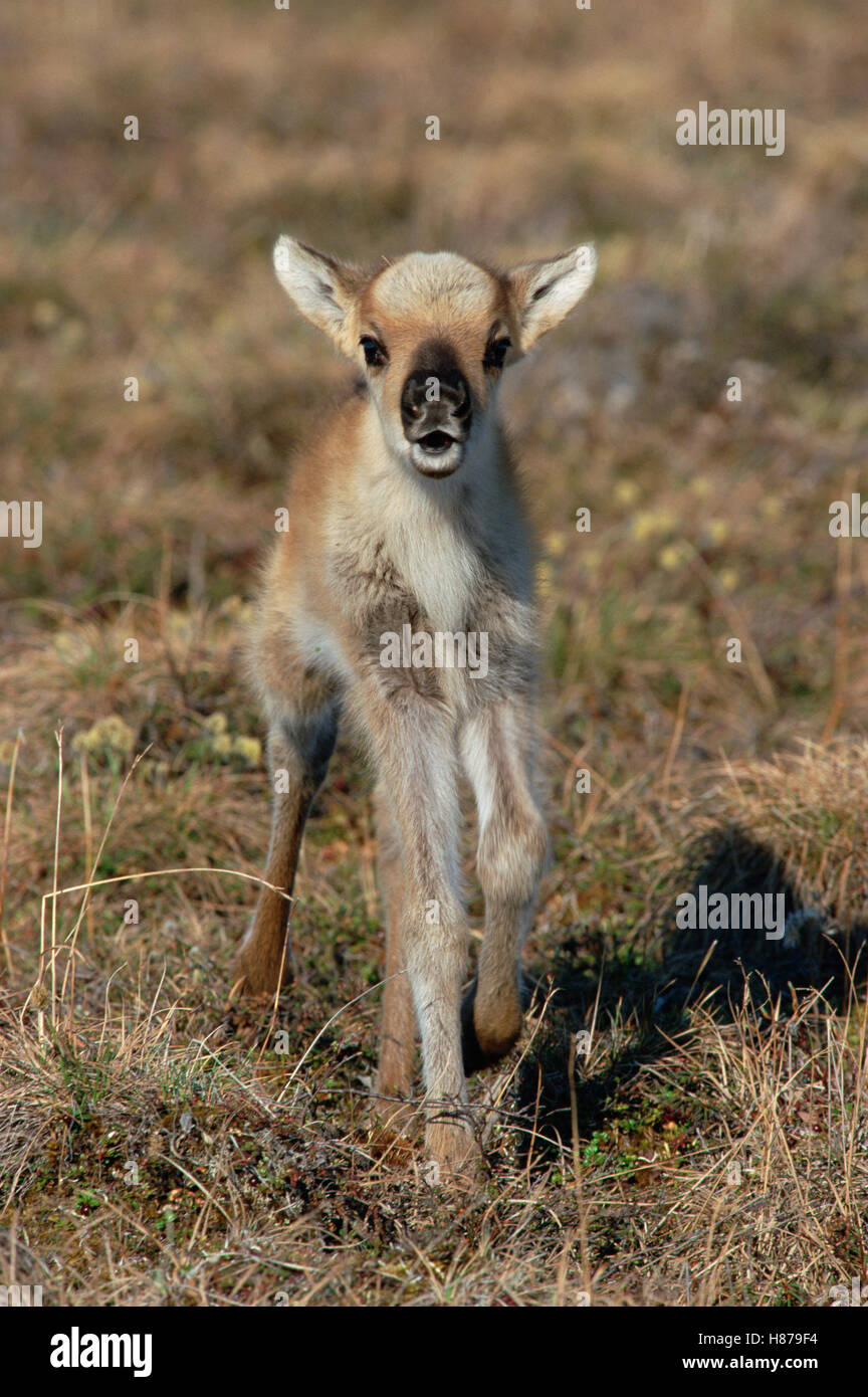 Caribou (Rangifer tarandus) lost calf calling for mother, Arctic ...