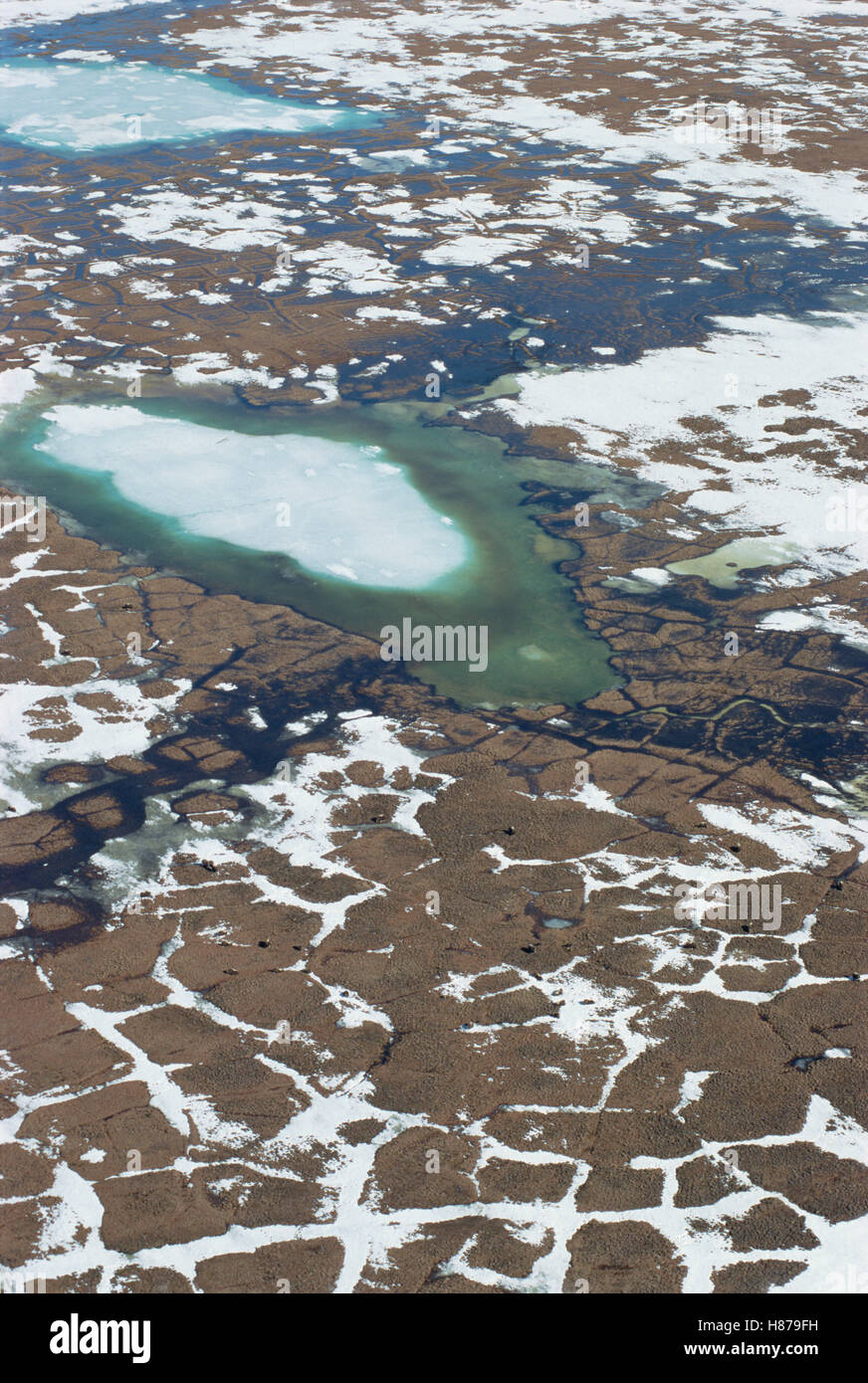 Muskox (Ovibos moschatus) group and tundra polygons, Arctic National ...