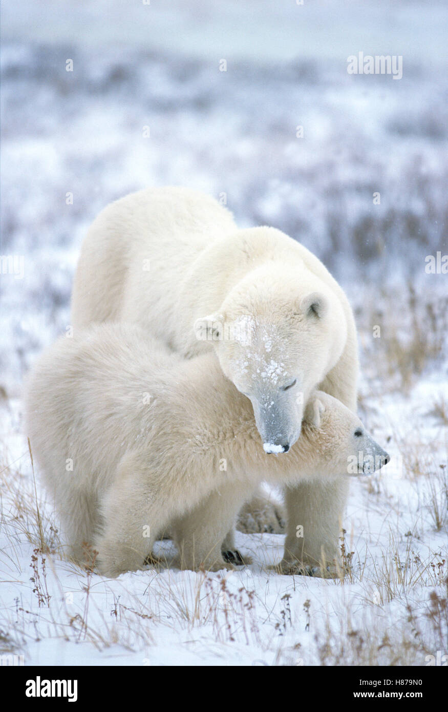Polar Bear (Ursus maritimus) mother with cub, Churchill, Manitoba, Canada Stock Photo - Alamy