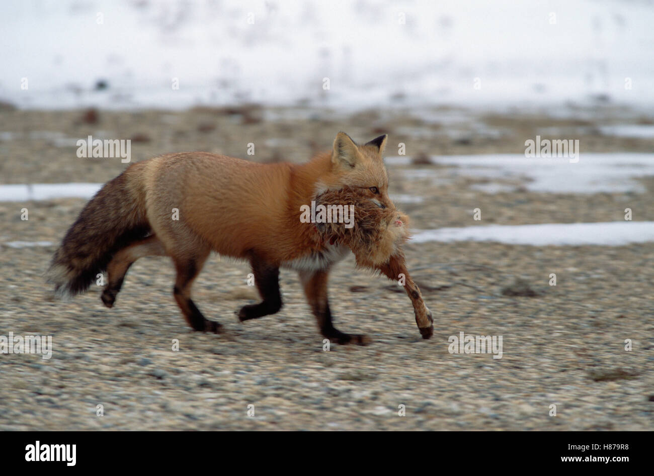 Red Fox (Vulpes vulpes) running with hare leg in jaws, Churchill ...