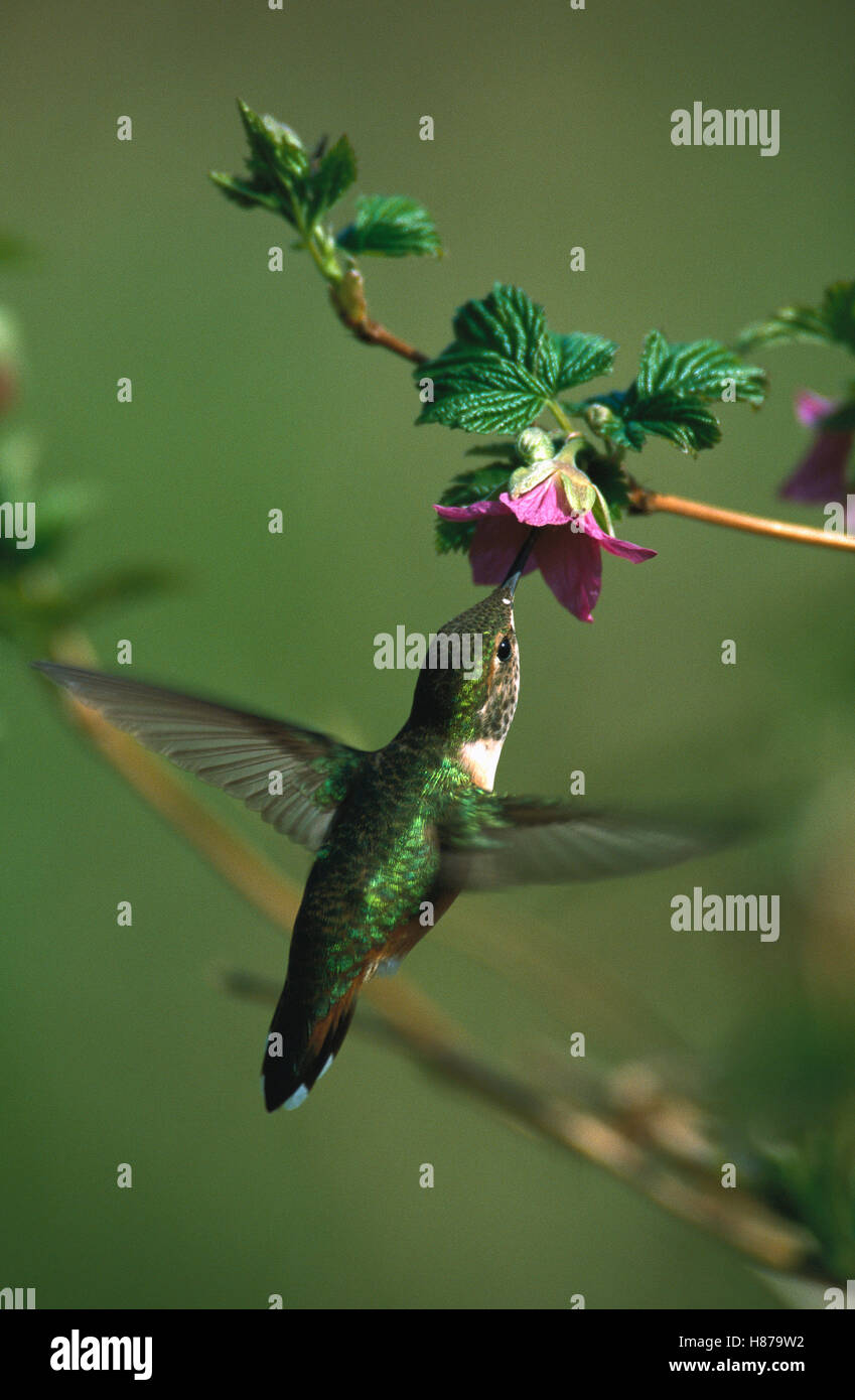 Rufous Hummingbird (Selasphorus rufus) female feeding on Salmonberry ...