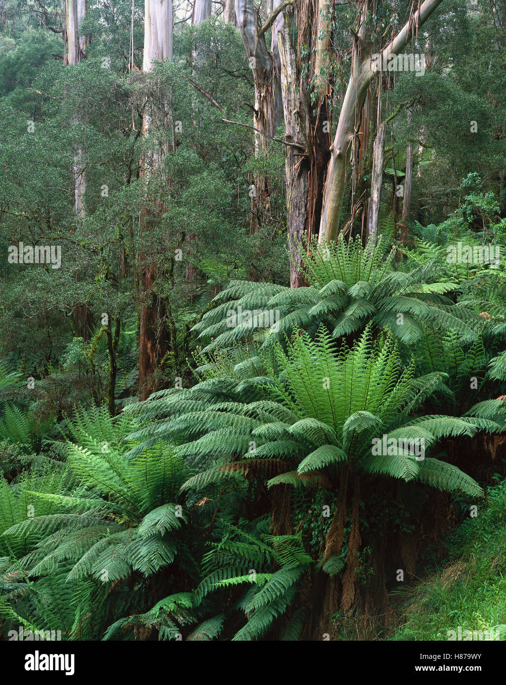 Tree Fern (Dicksonia antarctica) cluster and Eucalyptus trees, Tarra ...
