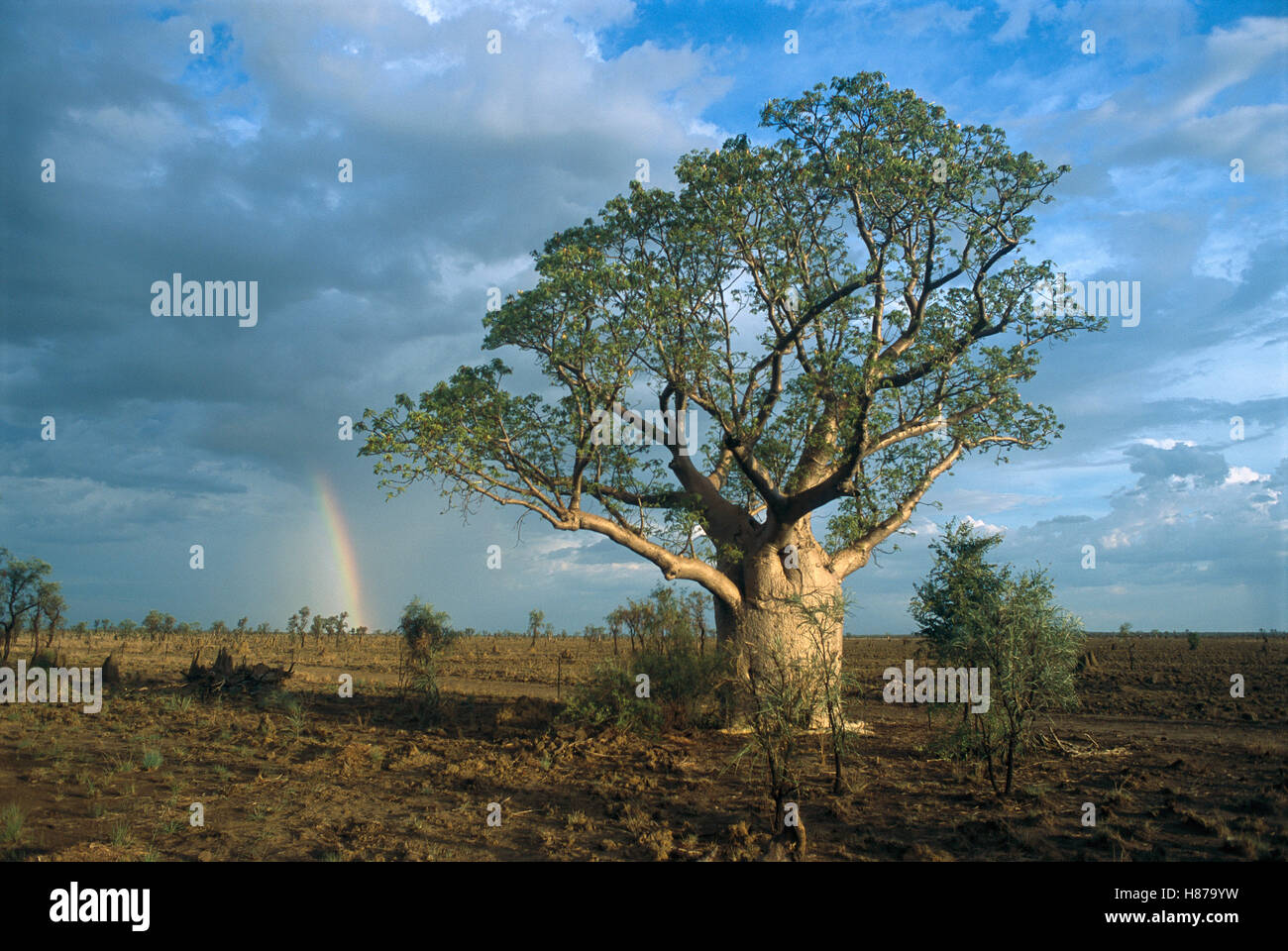 Australian Baobab (Adansonia gregorii) along Tunnel Creek Road with ...