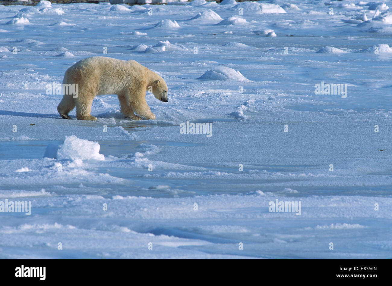 Polar Bear (Ursus maritimus) on newly formed sea ice, Churchill ...