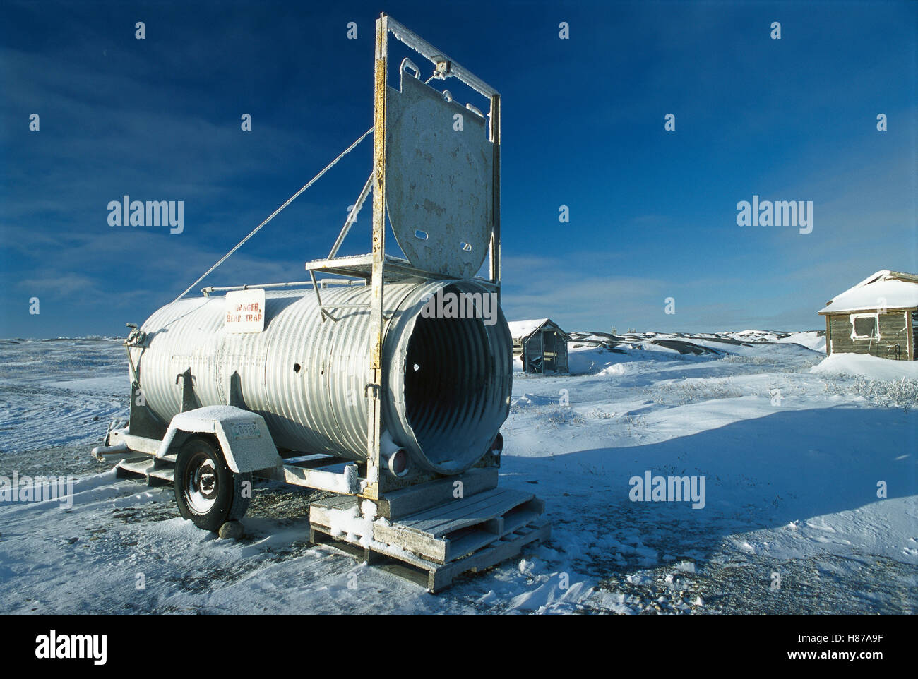 Covert Polar Bear trap on town perimeter, Churchill, Manitoba, Canada ...