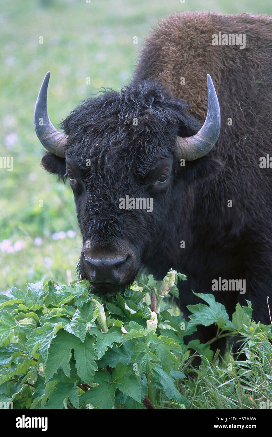 American Bison (Bison bison), Pasagshak Bay, Kodiak, Alaska Stock Photo ...