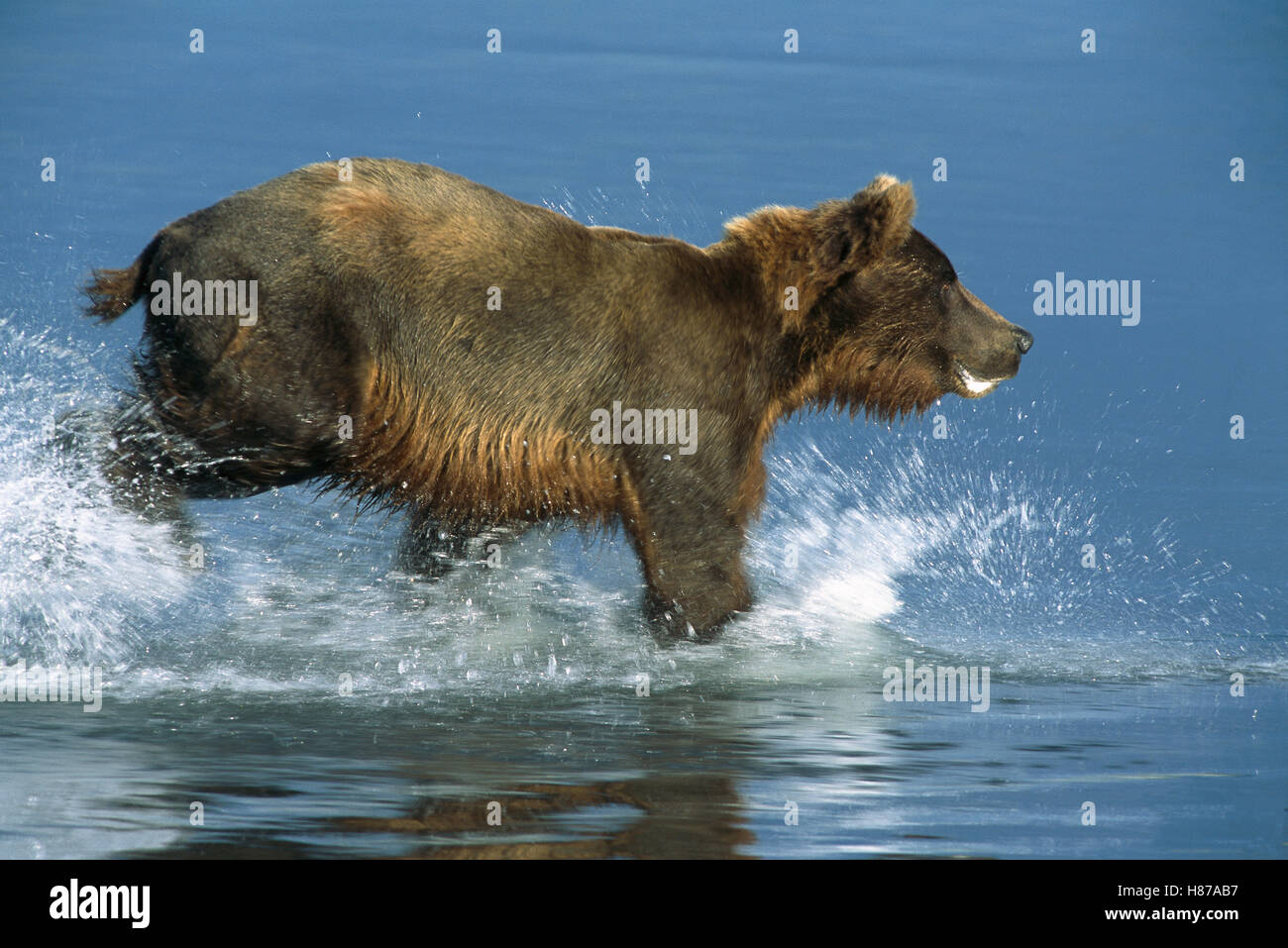 Grizzly Bear (Ursus arctos horribilis) chasing fish, Katmai National ...