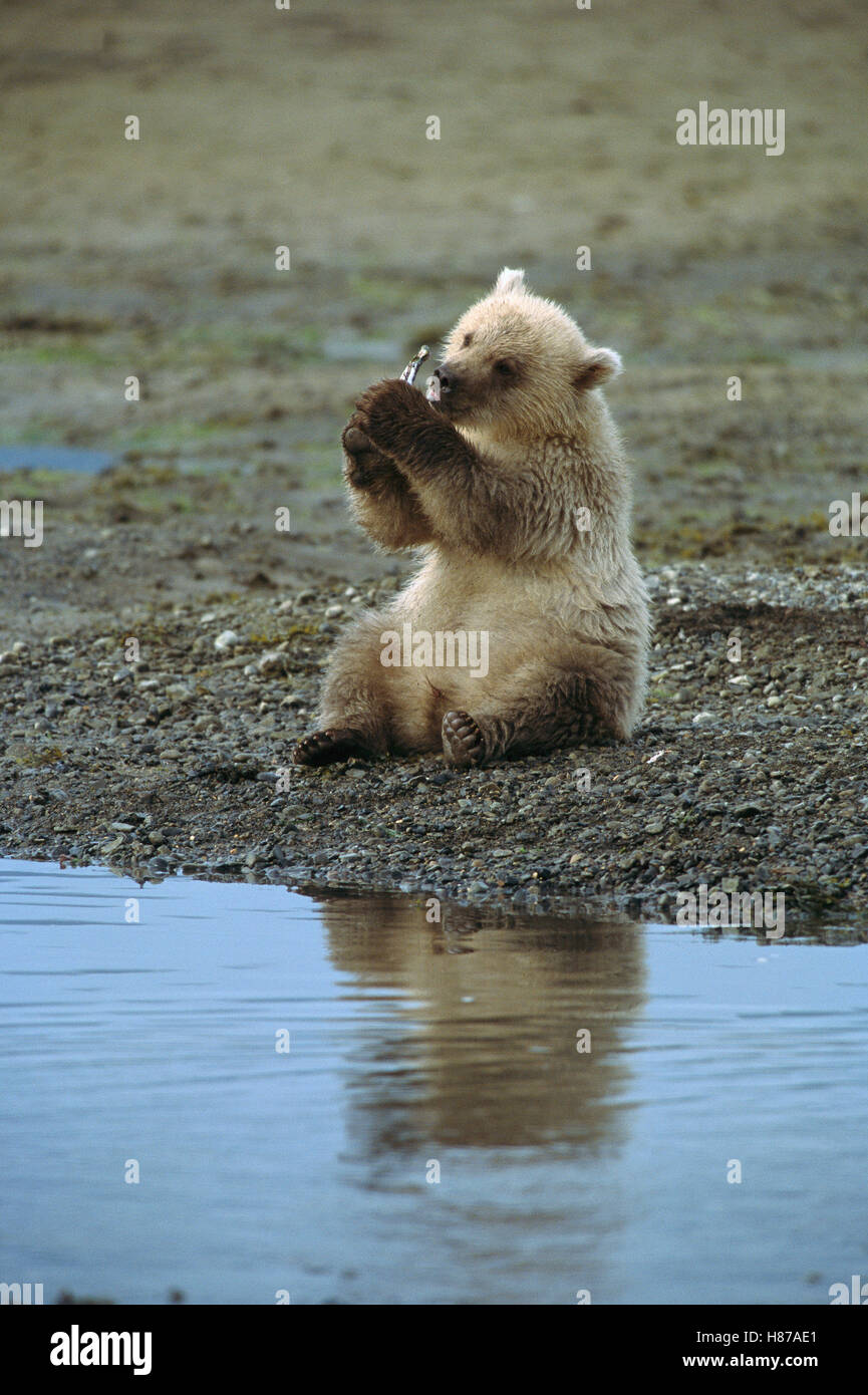 Grizzly Bear (Ursus arctos horribilis) spring cub feeding on fish ...