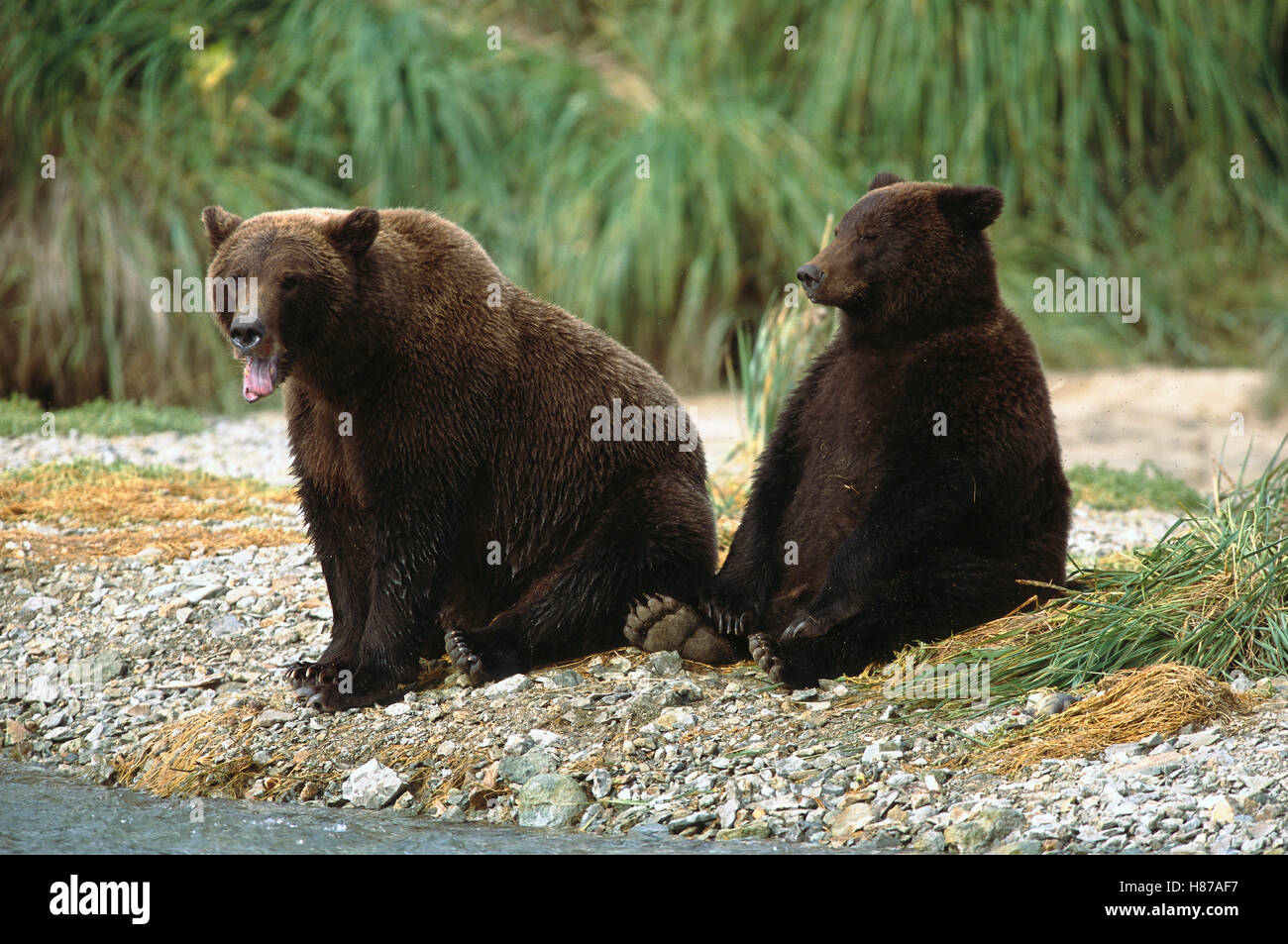 Grizzly Bear (Ursus arctos horribilis) female with large yearling cub ...