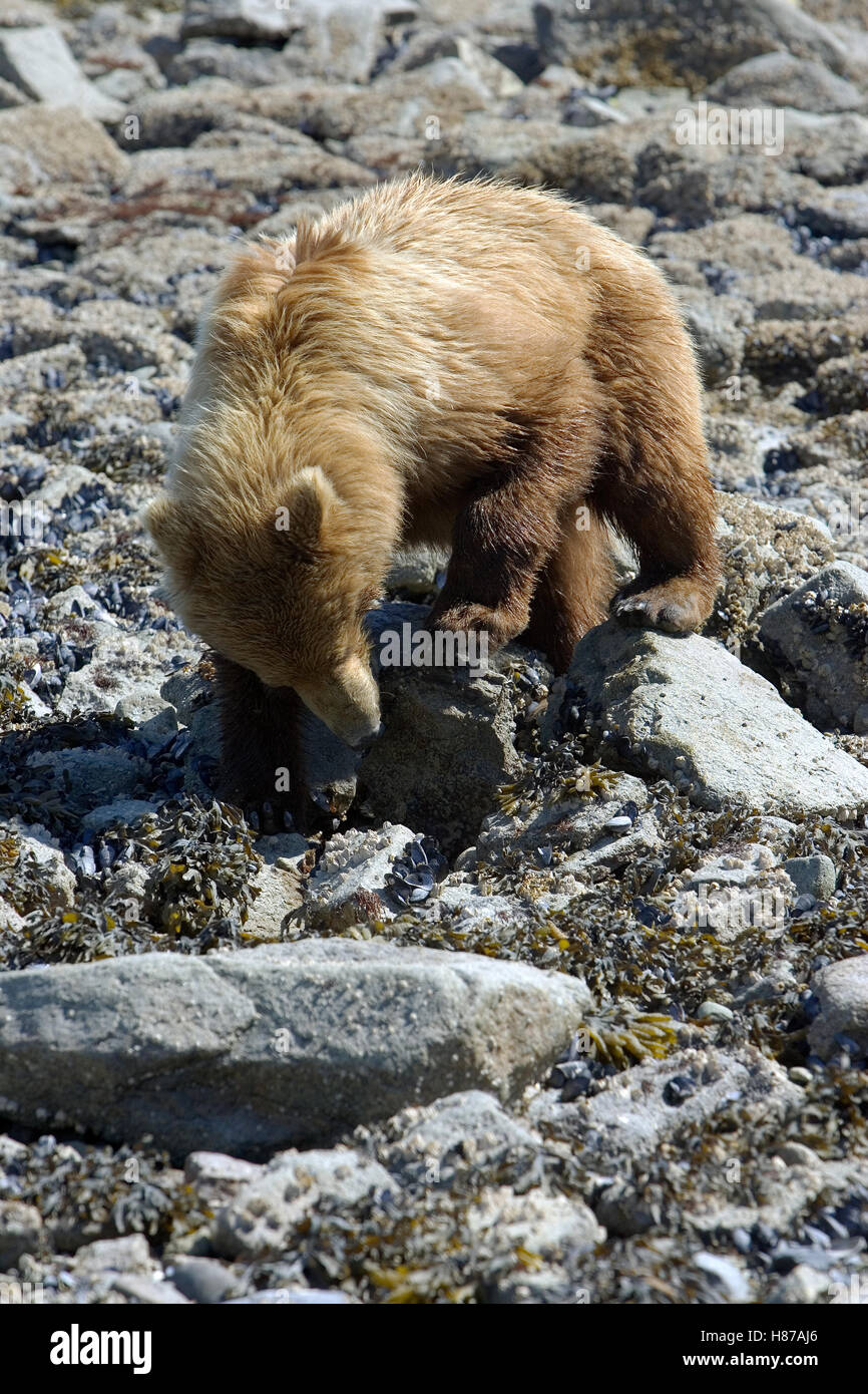 Grizzly Bear (Ursus arctos horribilis) juvenile turning over rocks in ...