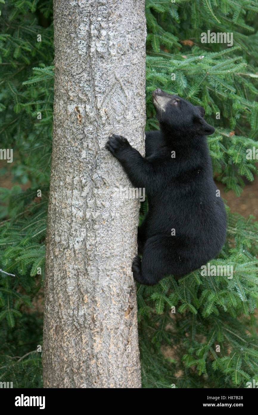 Black Bear (Ursus americanus) cub climbing tree for safety, Orr ...