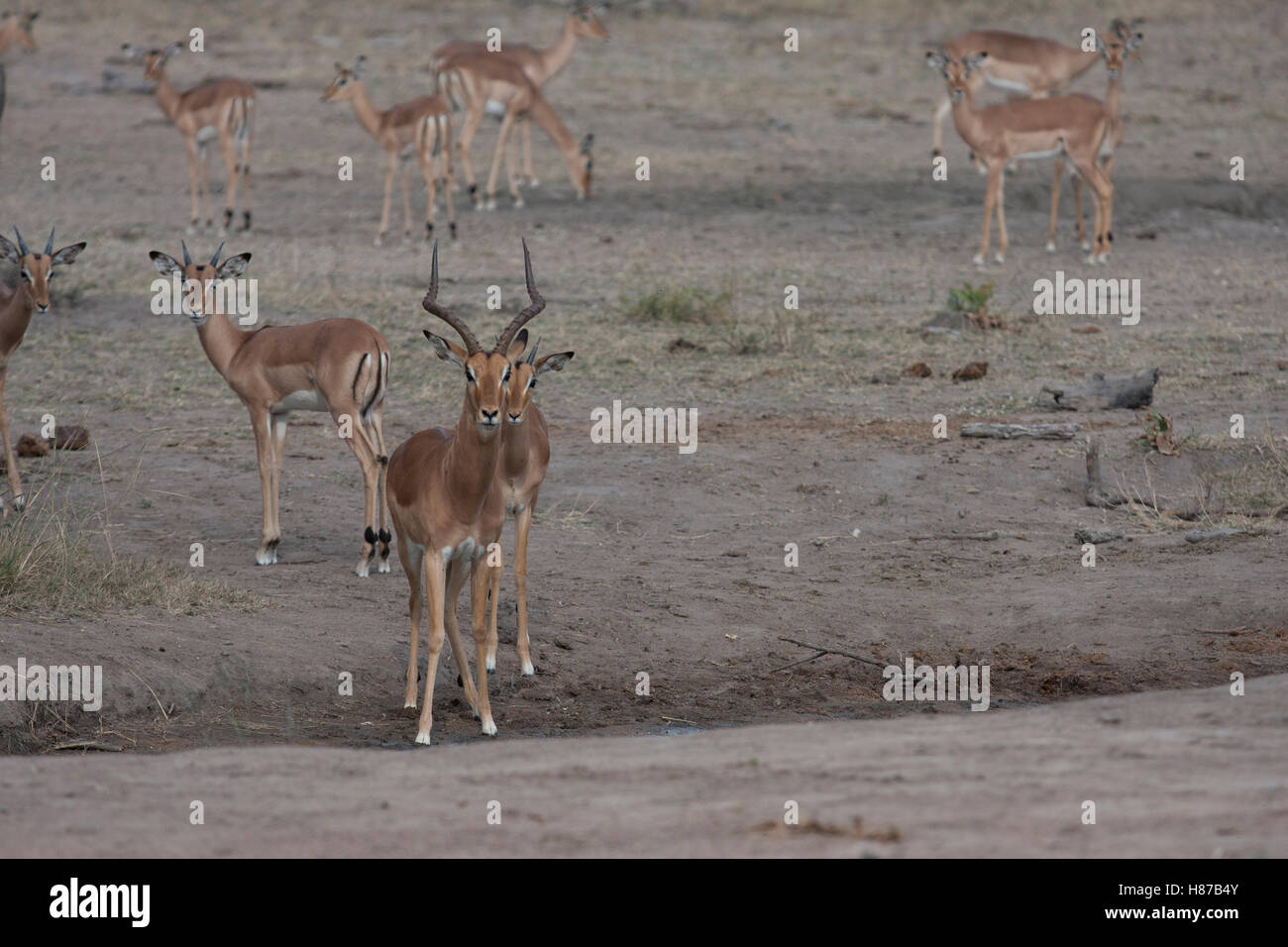 Nervous Impala herd Stock Photo - Alamy