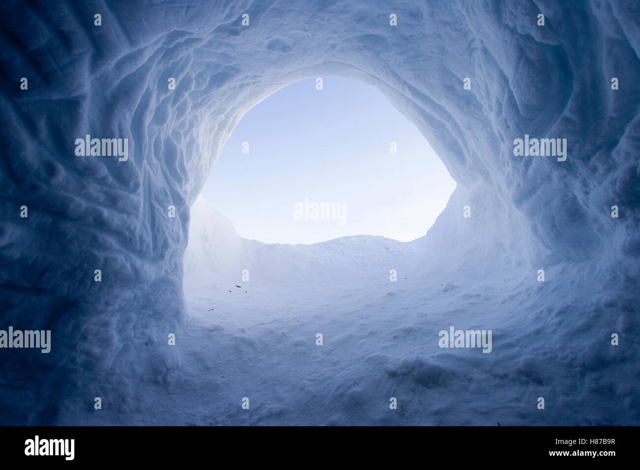 Polar Bear (Ursus maritimus) temporary maternity den in snow drift ...