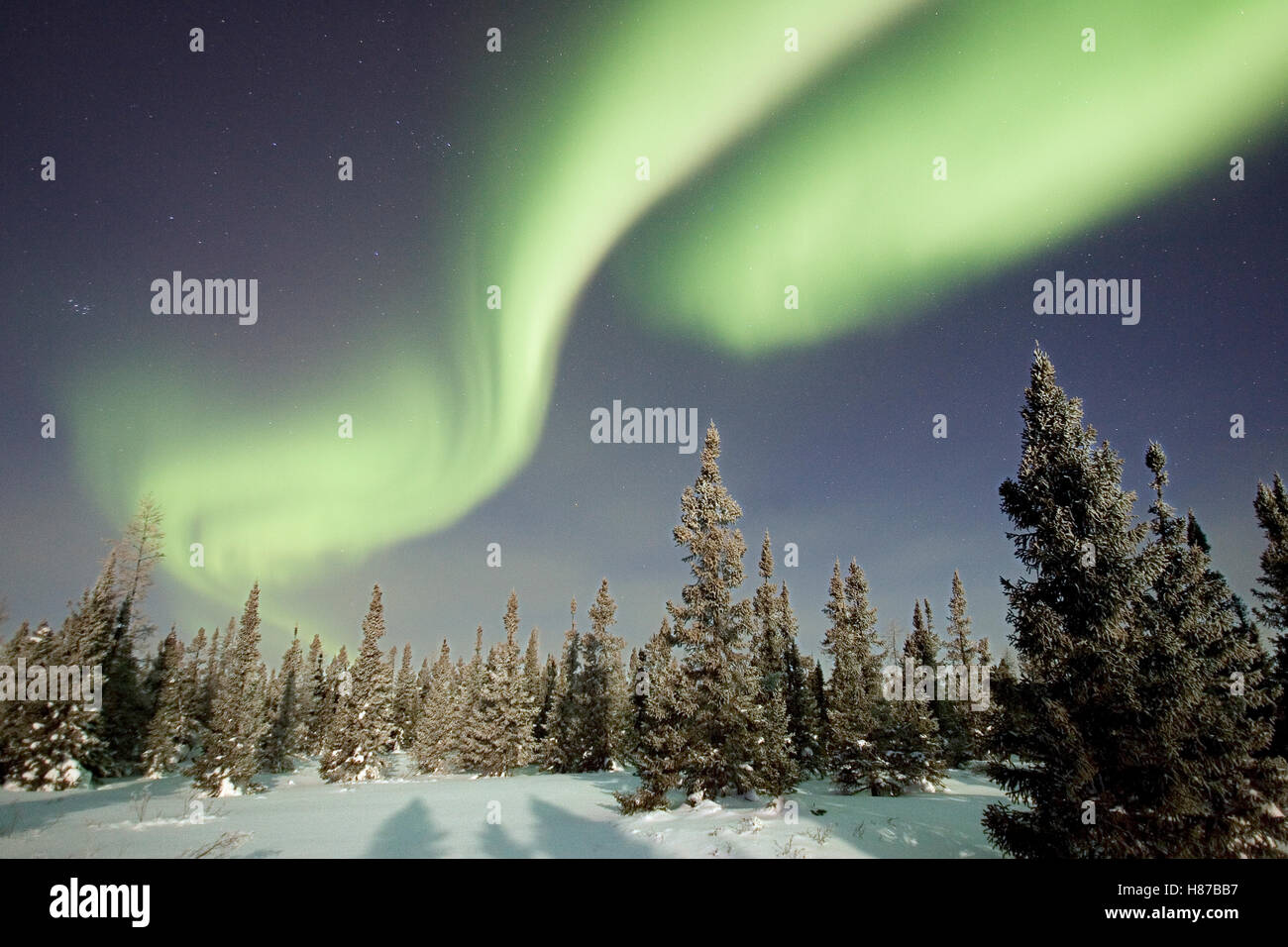 Northern lights or aurora borealis over boreal forest, North America ...