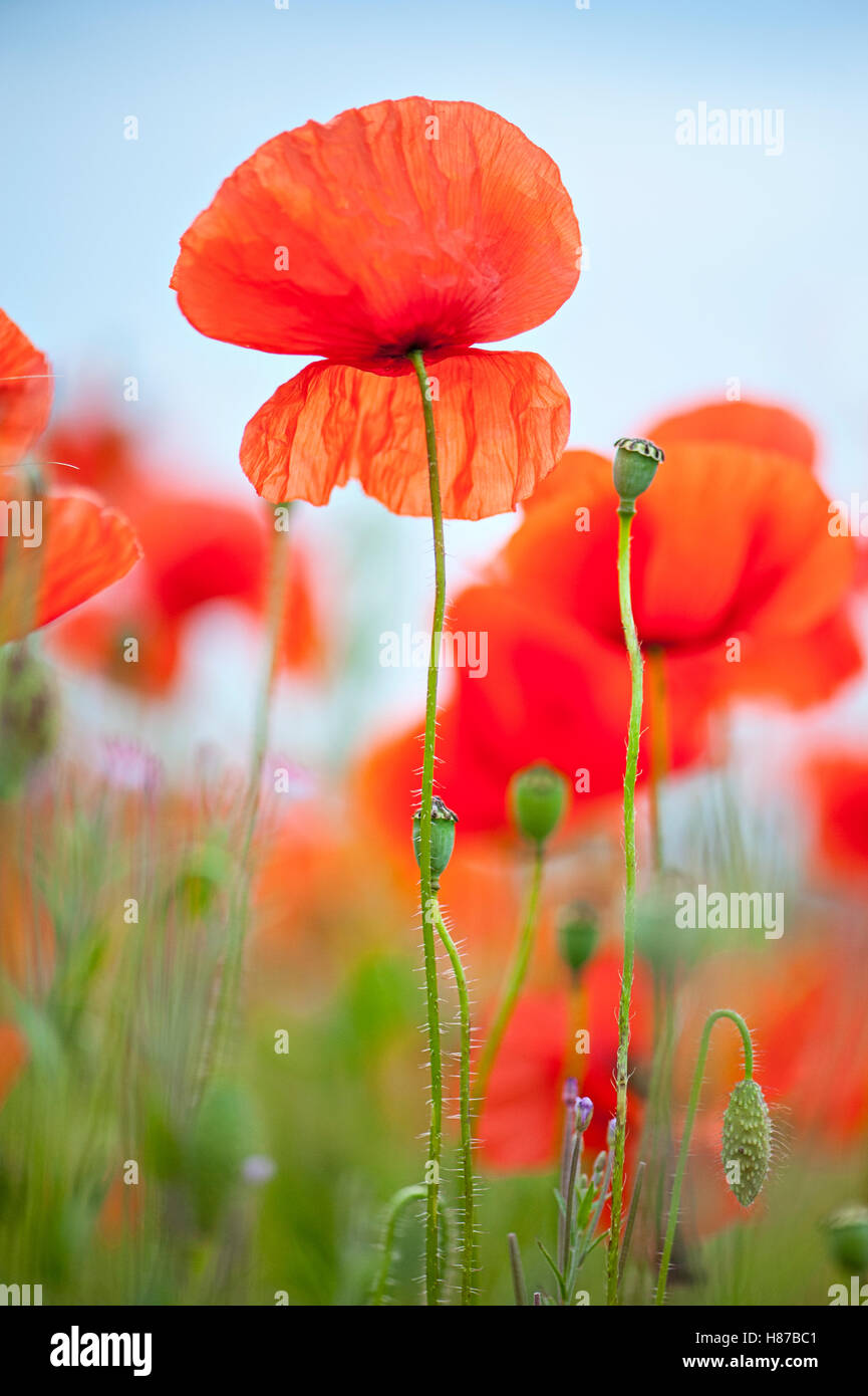 British soldiers poppy fields hi-res stock photography and images - Alamy