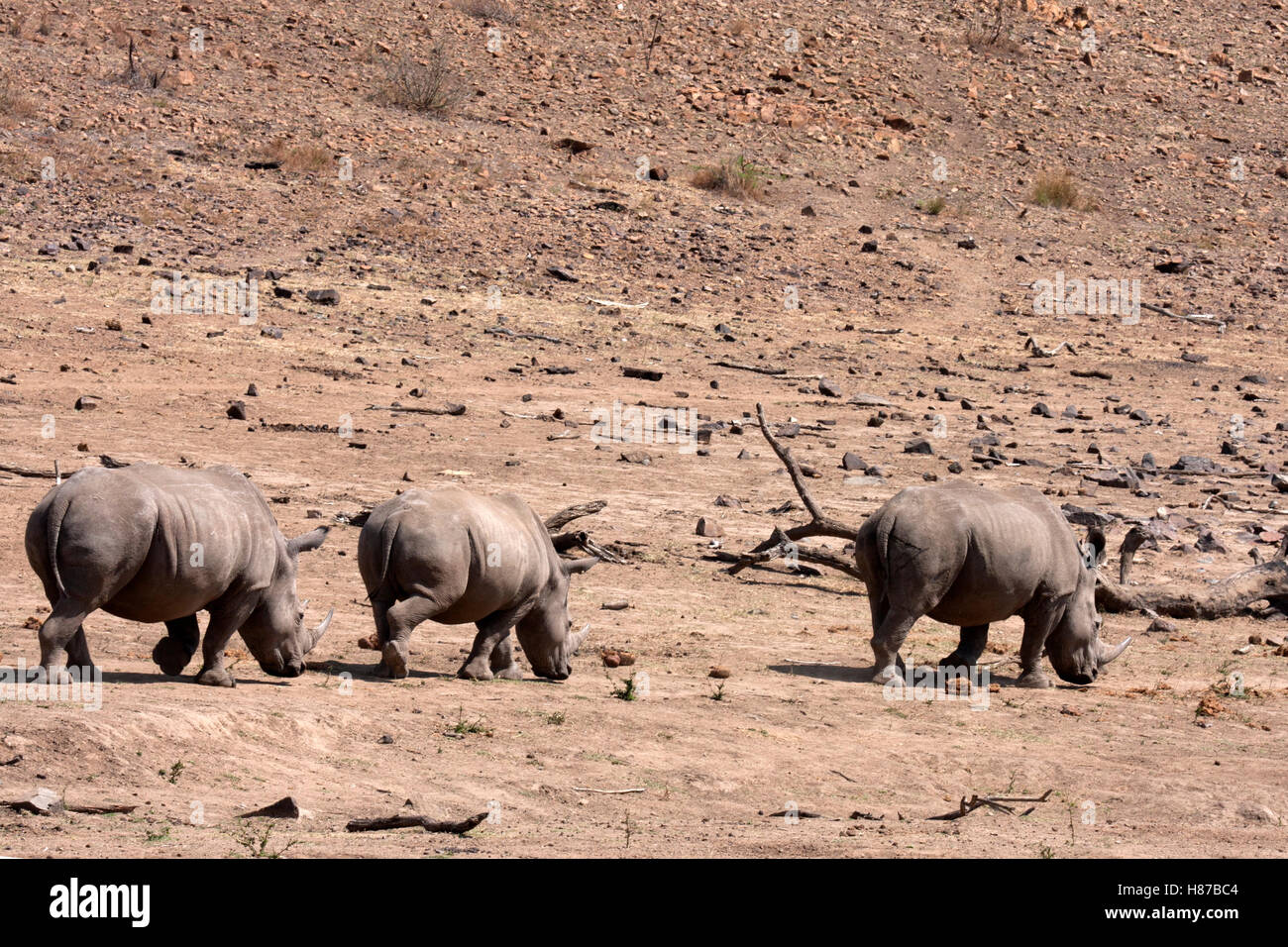 Rhino's on the move Stock Photo - Alamy