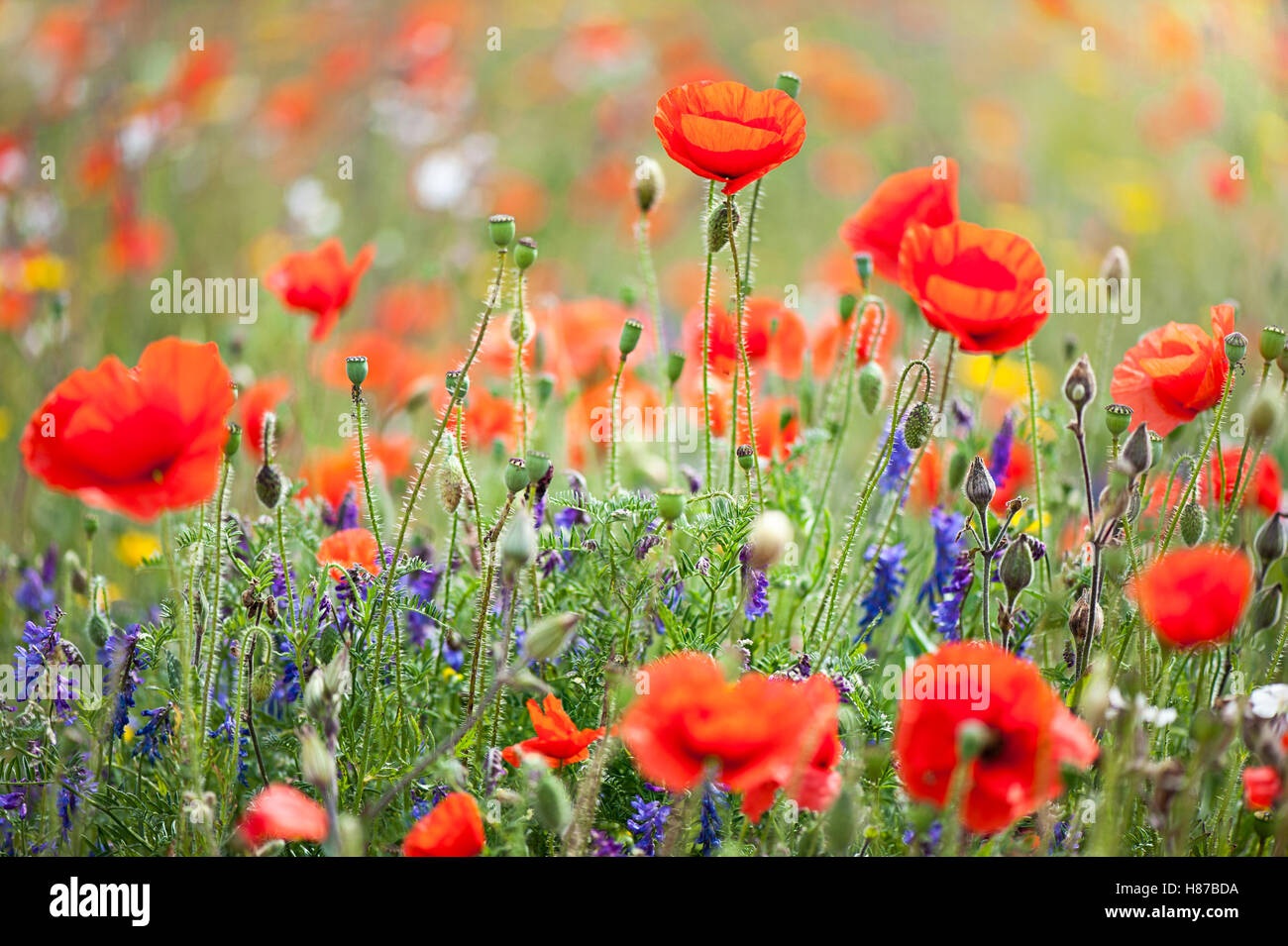 Red Field Poppies Stock Photo - Alamy