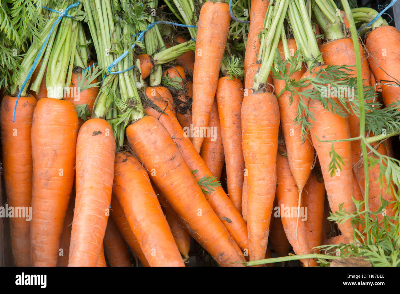 Close Up of Orange Carrot Background Stock Photo - Alamy