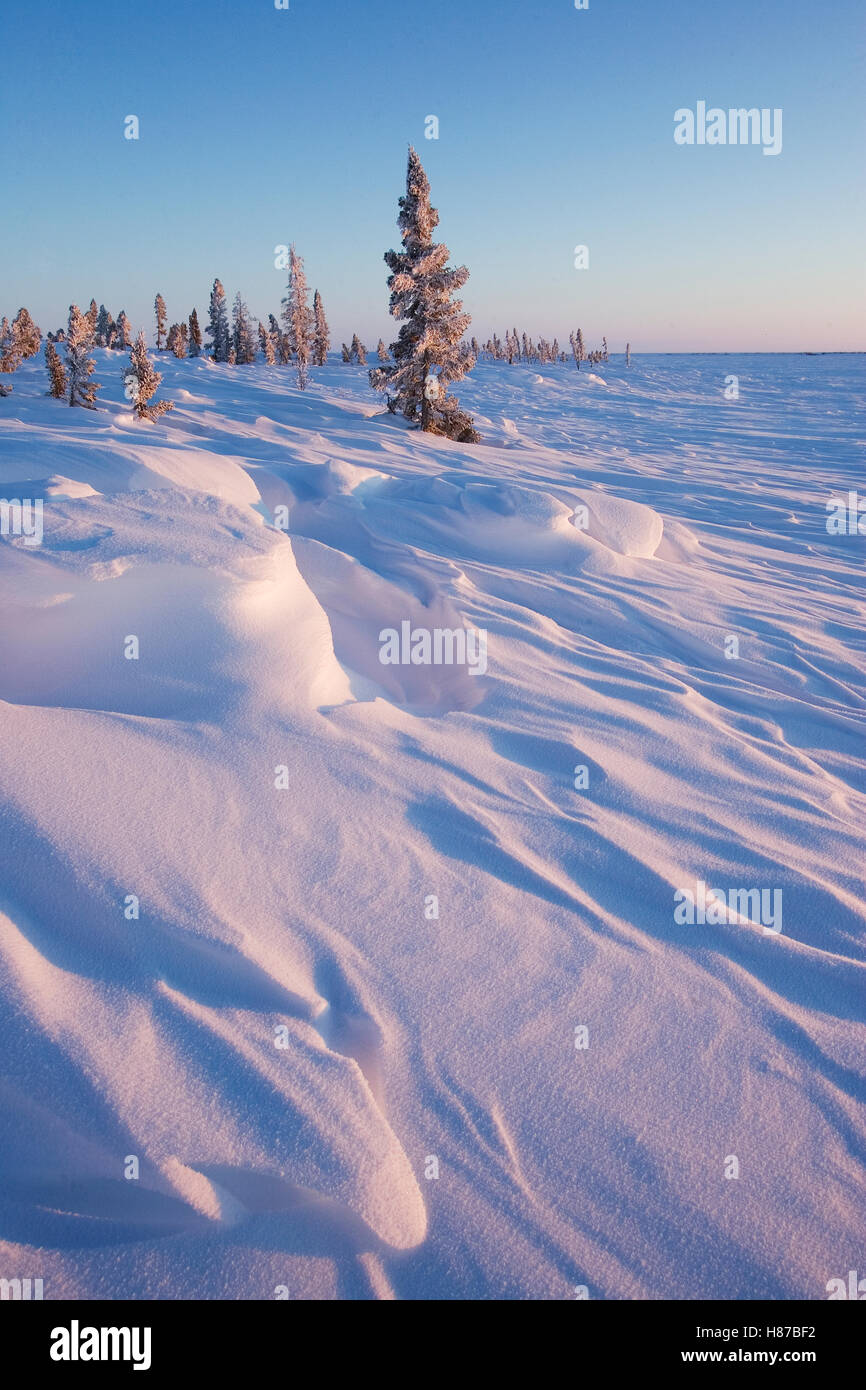 White Spruce (Picea glauca) the evening sun illuminates a stand on the ...