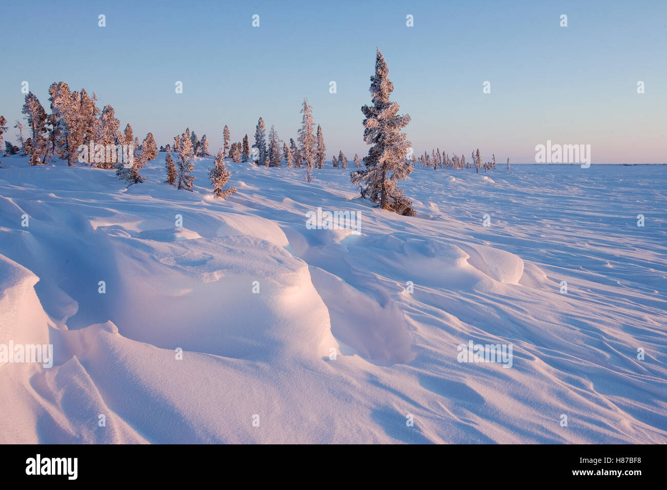 White Spruce (Picea glauca) the evening sun illuminates a stand on the ...