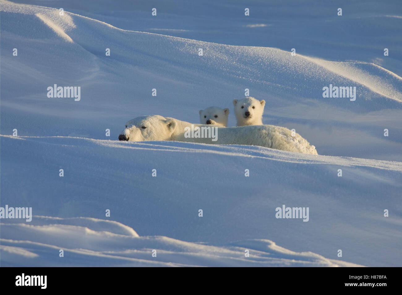Polar Bear (Ursus maritimus) mother with two 12 week old cubs, Canada ...
