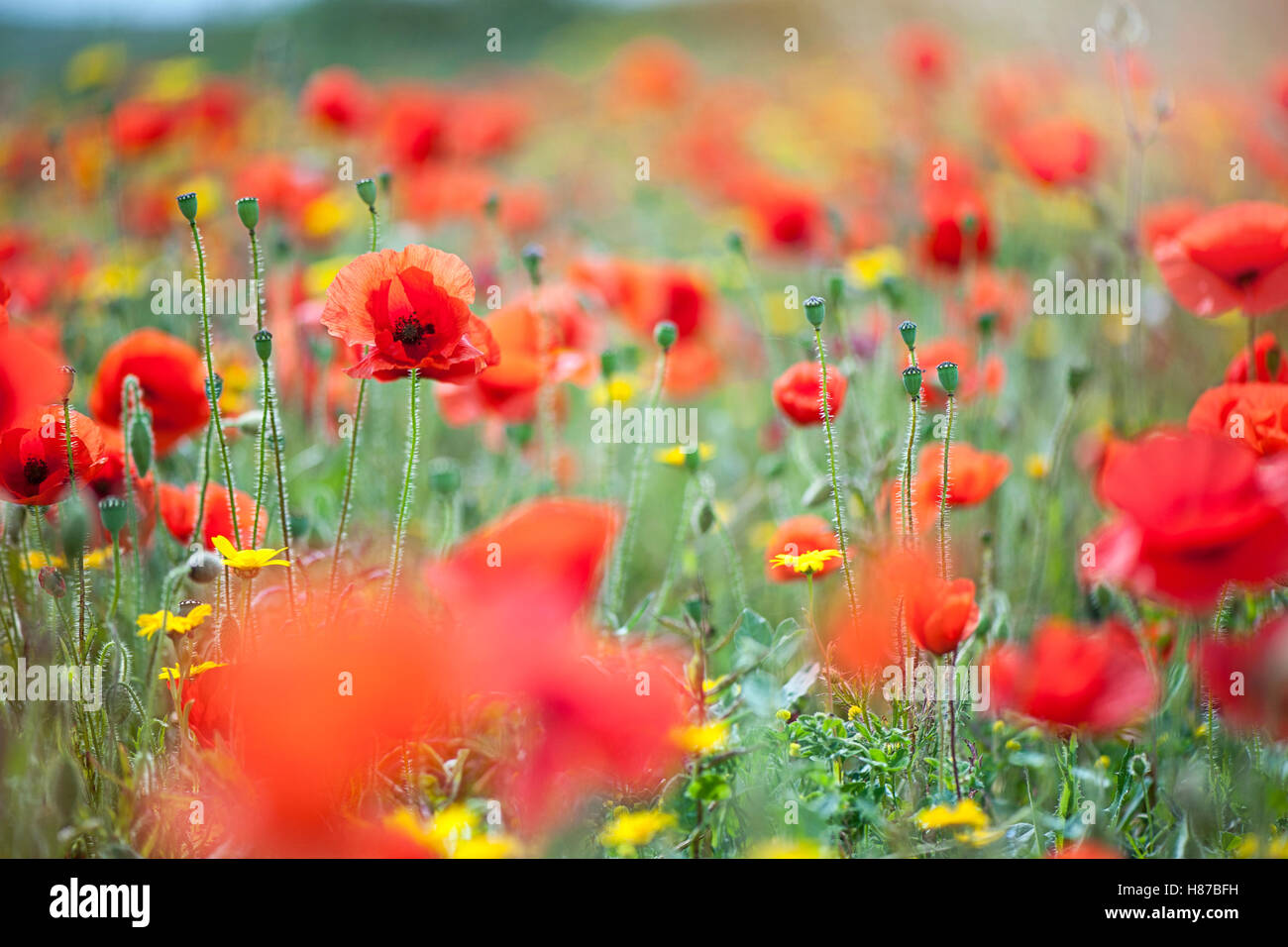 Red Field Poppies Stock Photo - Alamy