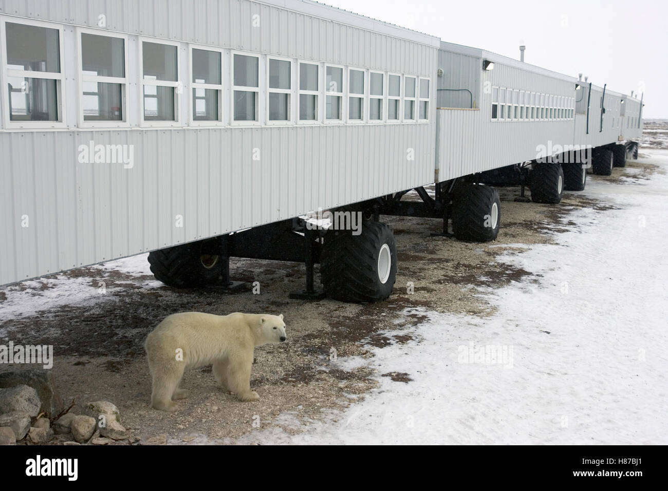 Polar Bear (Ursus maritimus) female below tundra buggy, Canada Stock ...
