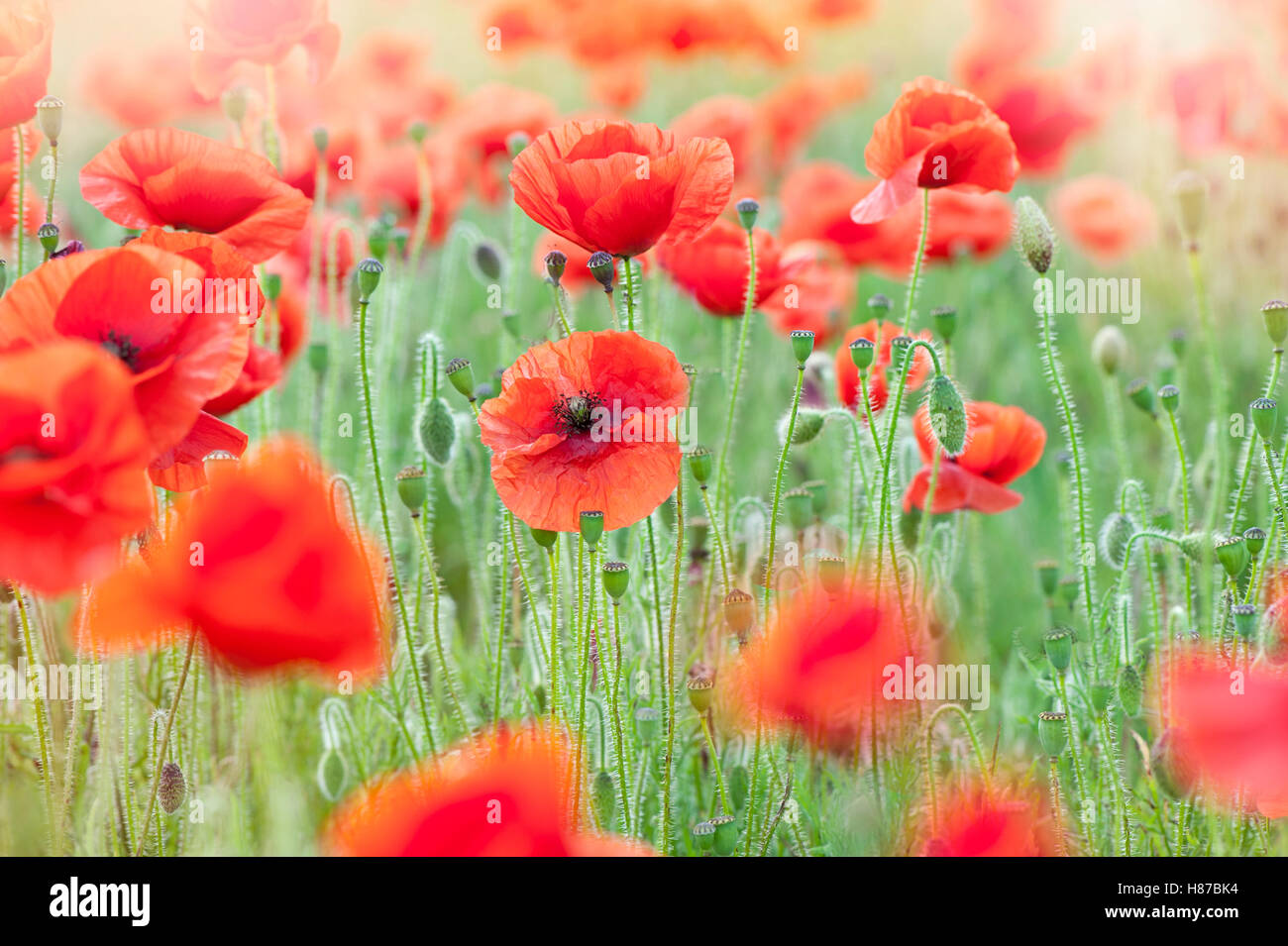 Corn field flanders red poppy hi-res stock photography and images - Alamy