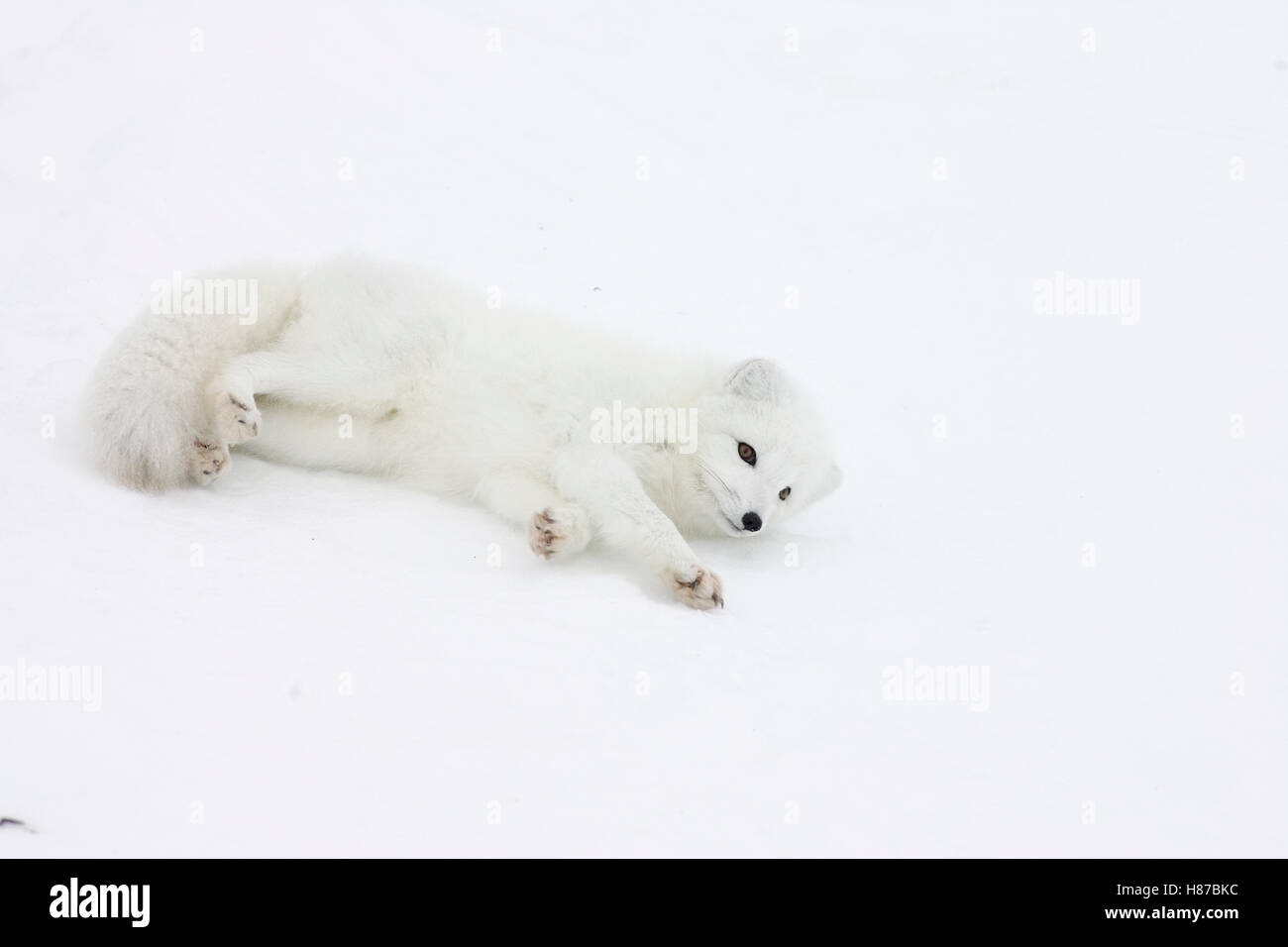Arctic Fox (Alopex lagopus) rolling in snow in arctic tundra, Canada ...