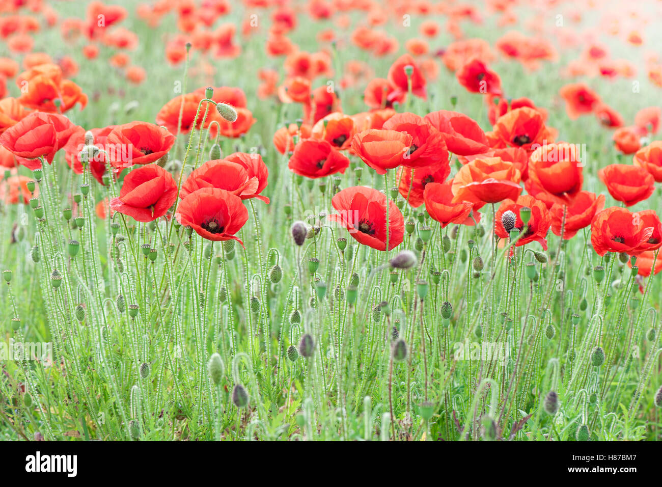 Red poppies papaver flowers hi-res stock photography and images - Alamy