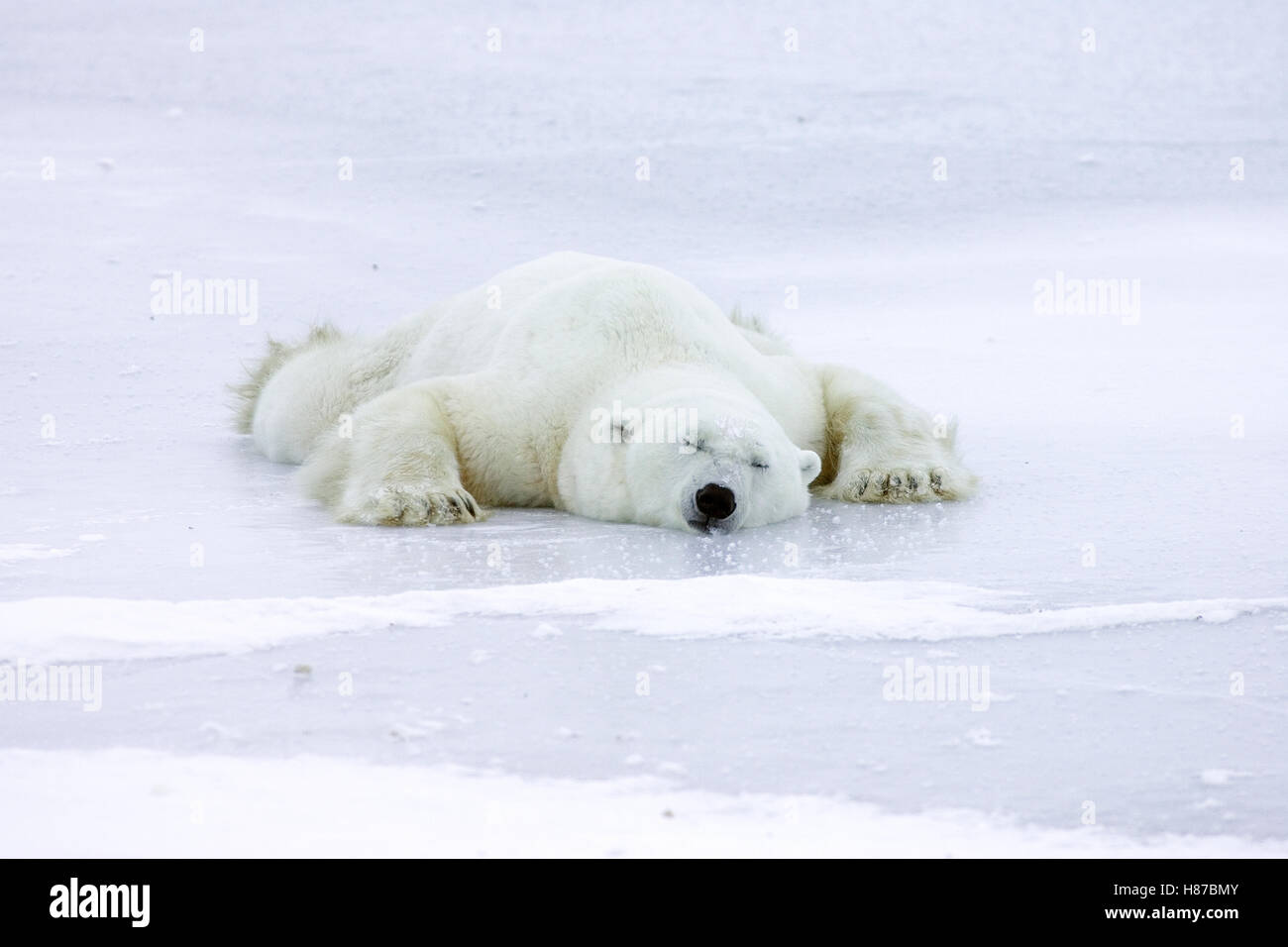Polar Bear (Ursus maritimus) resting splayed out on ice to cool off ...