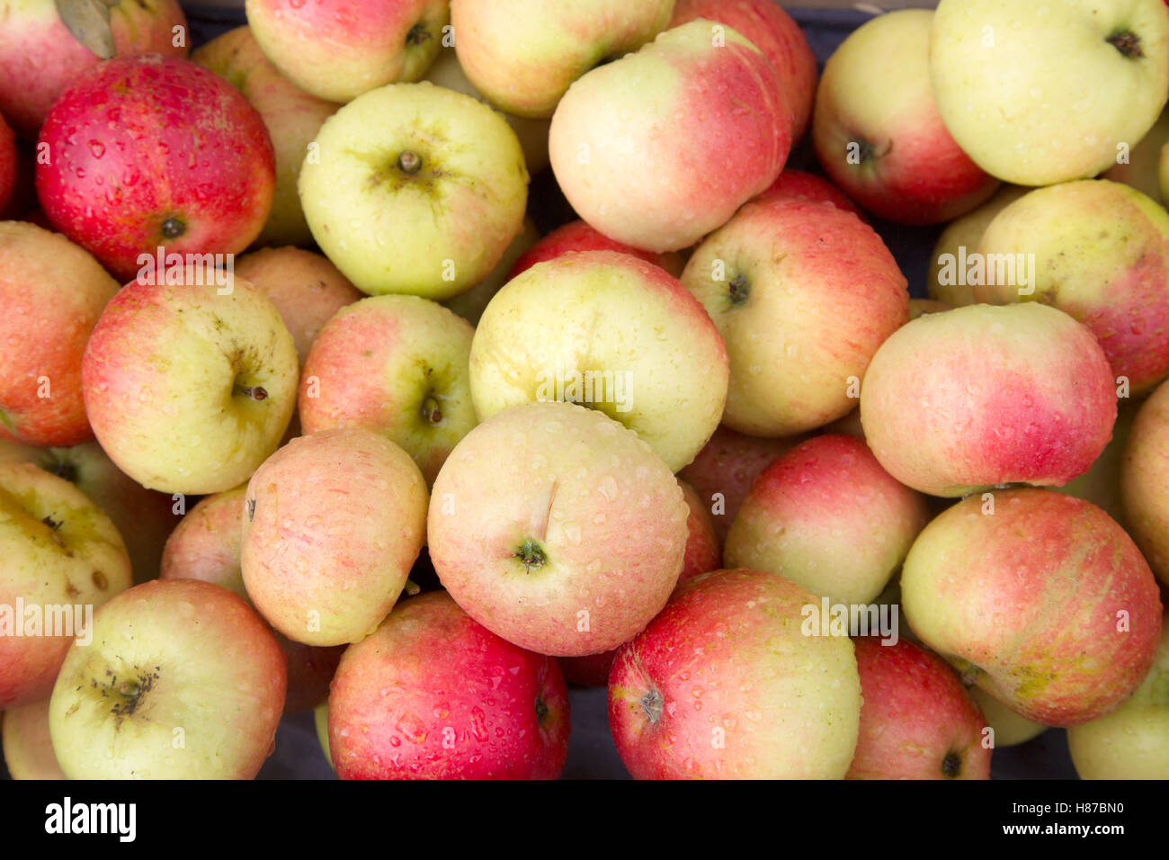 Close Up of Apple Fruit Background Stock Photo - Alamy