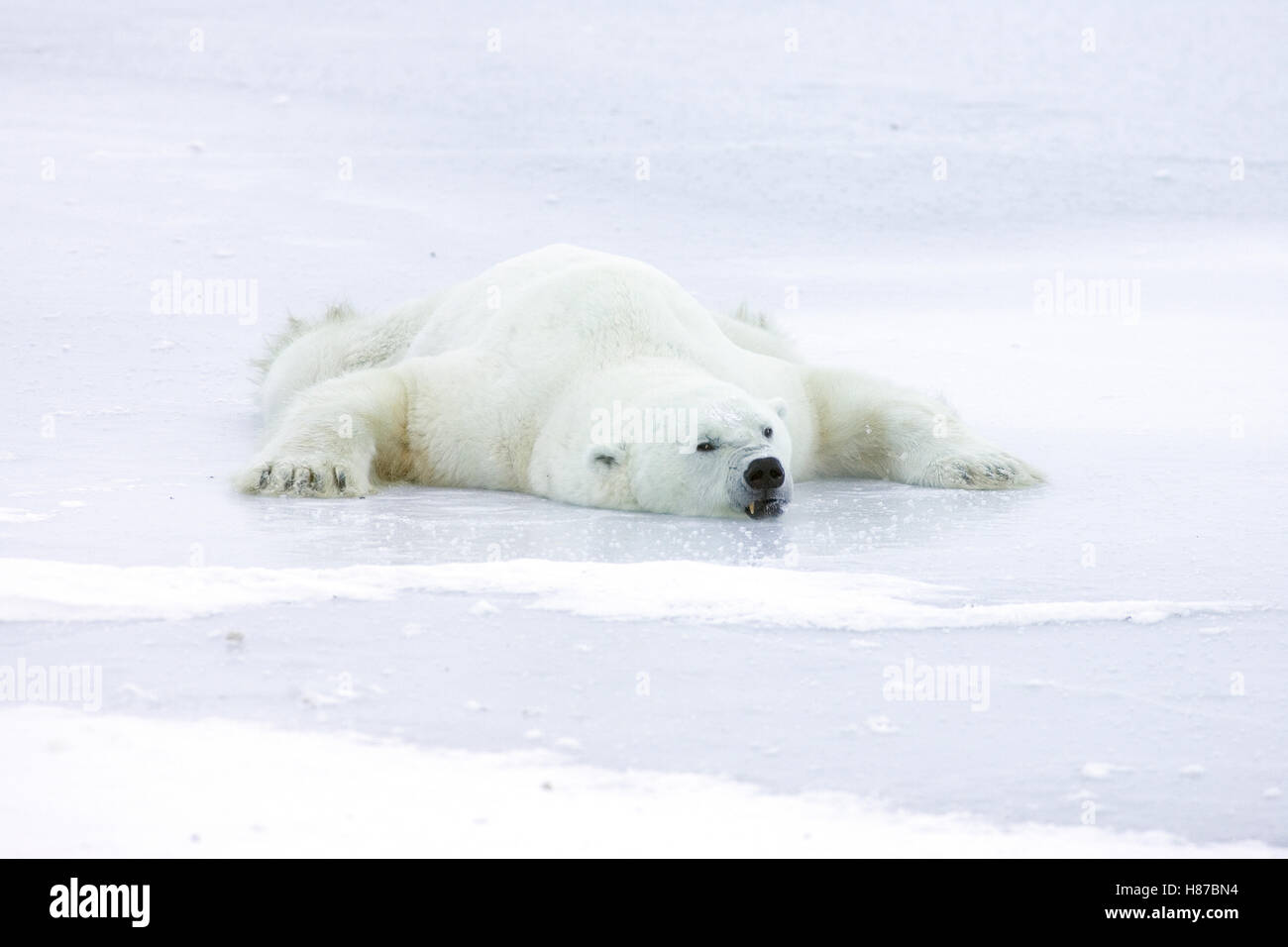 Splayed out hi-res stock photography and images - Alamy