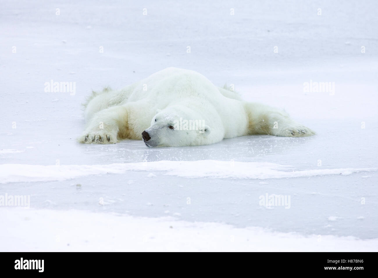 Polar Bear (Ursus maritimus) resting splayed out on ice to cool off ...