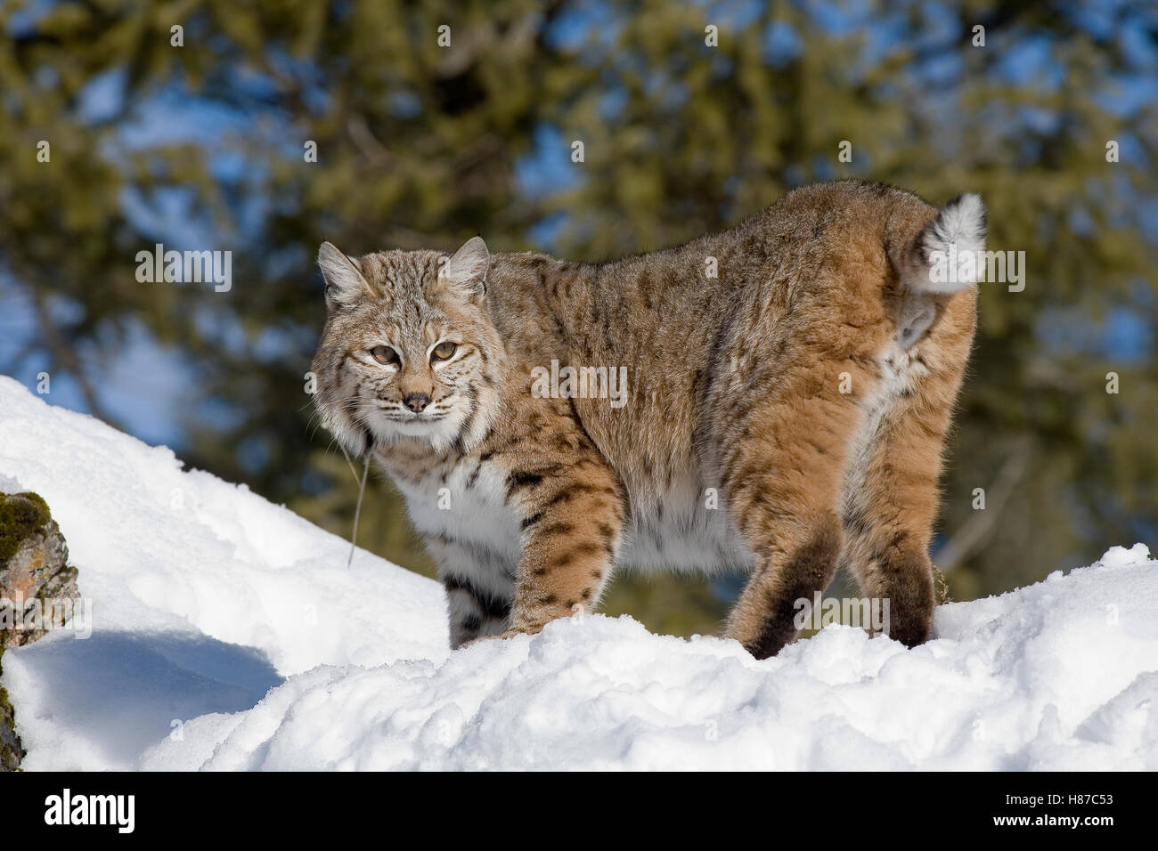Bobcat (Lynx rufus) in the snow showing bobbed tail, Kalispell, Montana ...