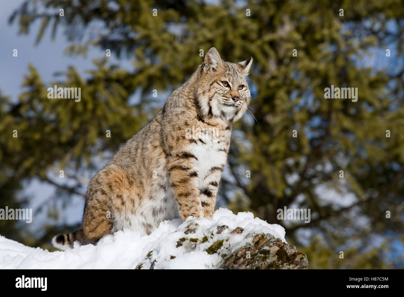 Bobcat (Lynx rufus) sitting in the snow, Kalispell, Montana Stock Photo ...