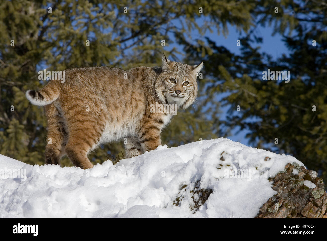Bobcat (Lynx rufus) in the snow with bobbed tail visible, Kalispell ...