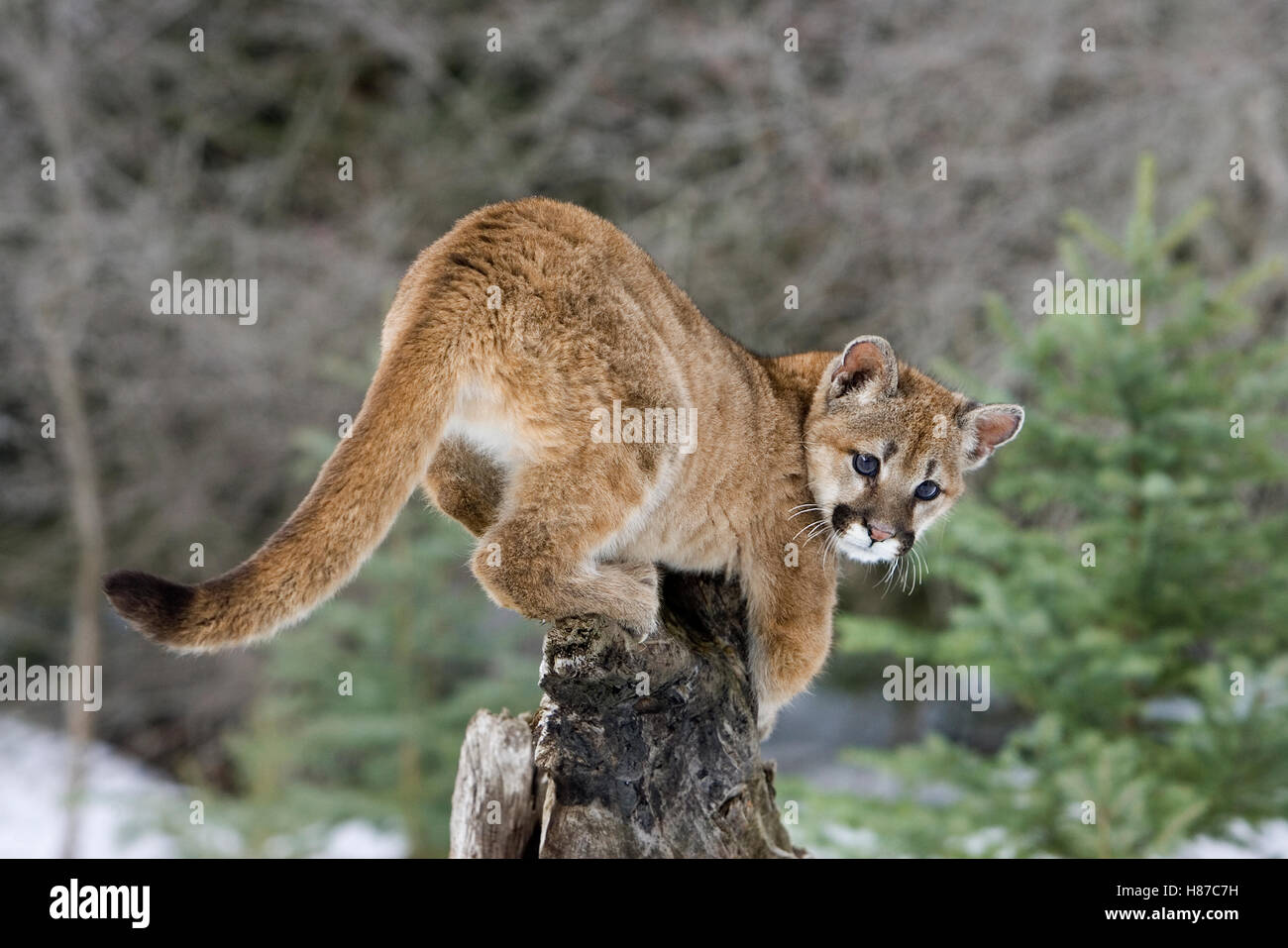 Mountain Lion (Puma concolor) cub climbing on snag, Kalispell, Montana ...
