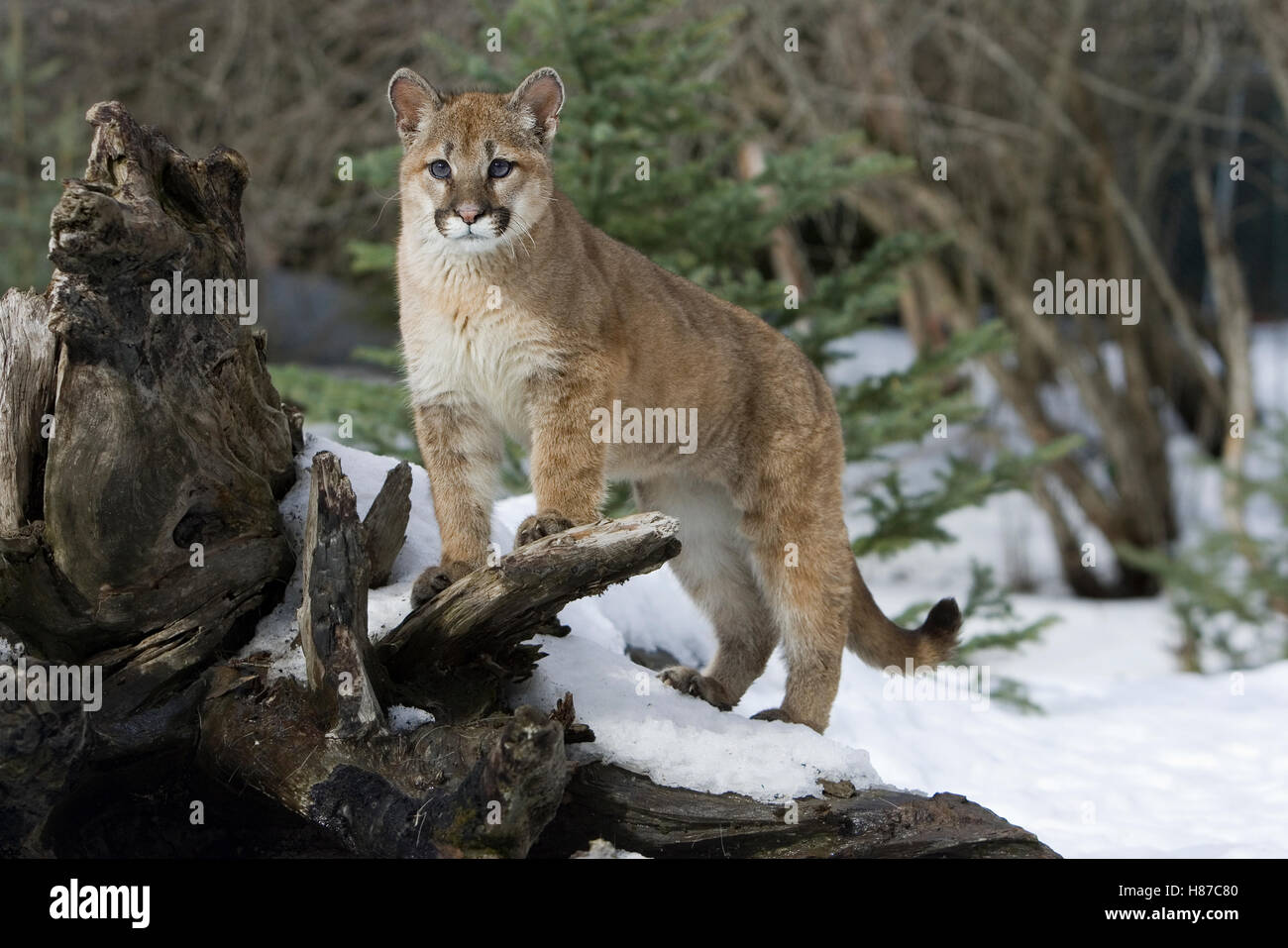 Mountain Lion (Puma concolor) cub, Kalispell, Montana Stock Photo - Alamy