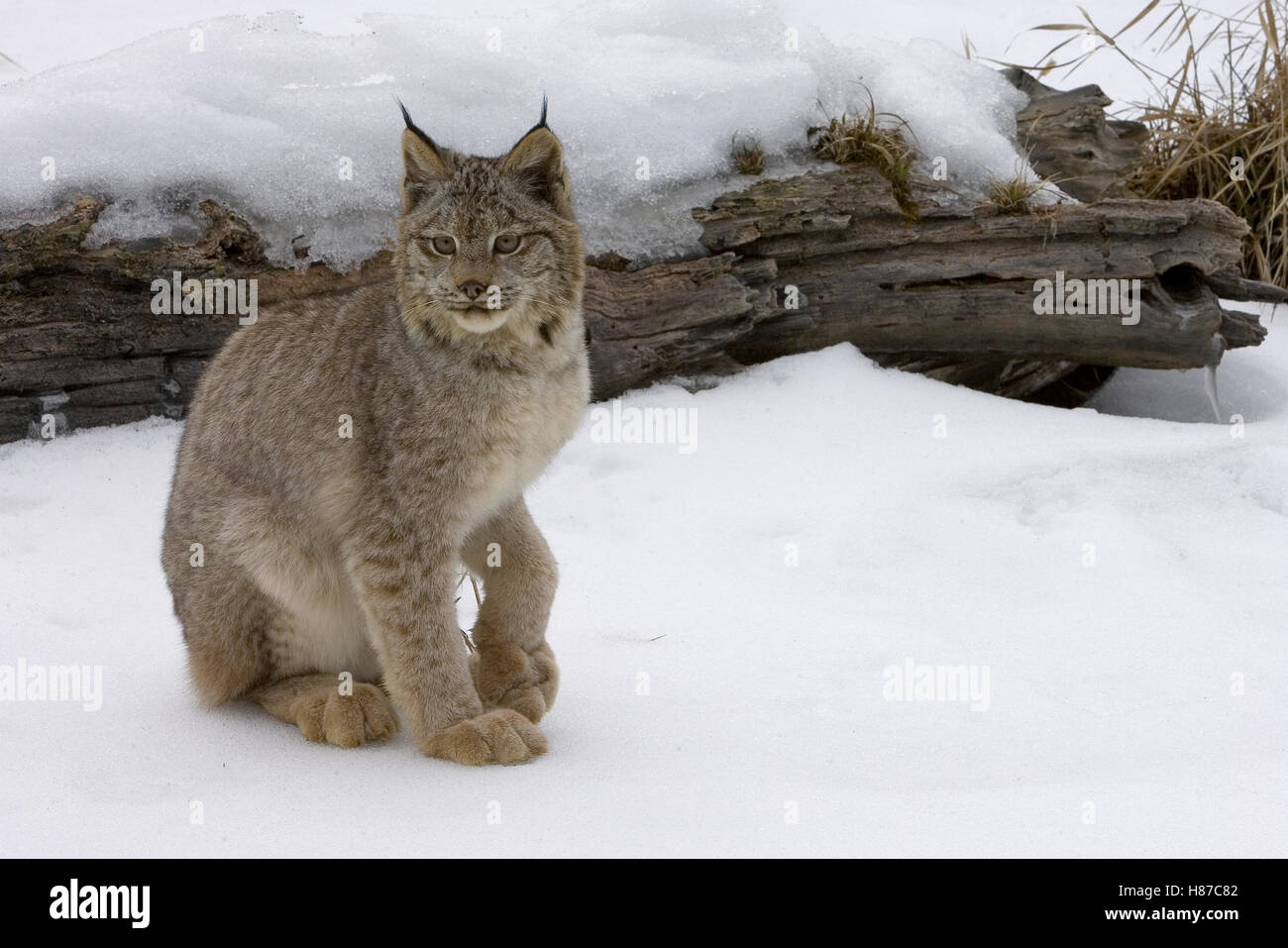 Canada Lynx (Lynx canadensis) sitting in the snow, Kalispell, Montana ...