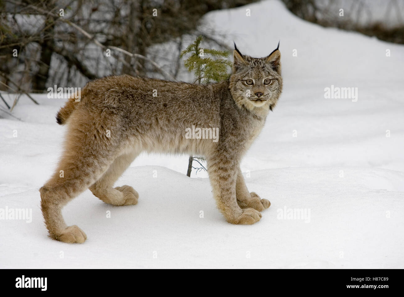 Canada Lynx (Lynx canadensis) in the snow, Kalispell, Montana Stock ...
