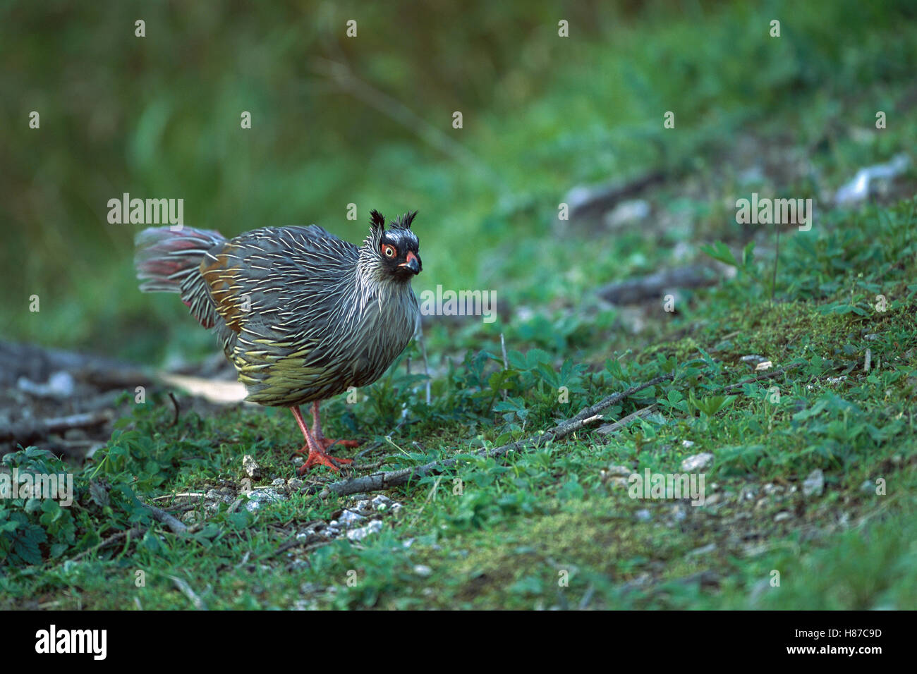 Blood Pheasant (Ithaginis cruentus) adult on ground, Shaanxi Province ...