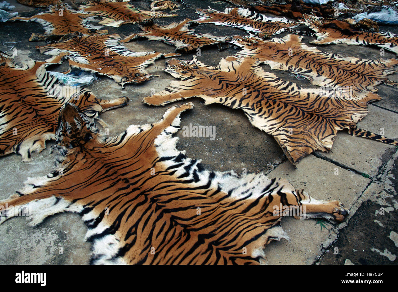 Tiger (Panthera tigris) confiscated skins from Yunnan-Burma border ...