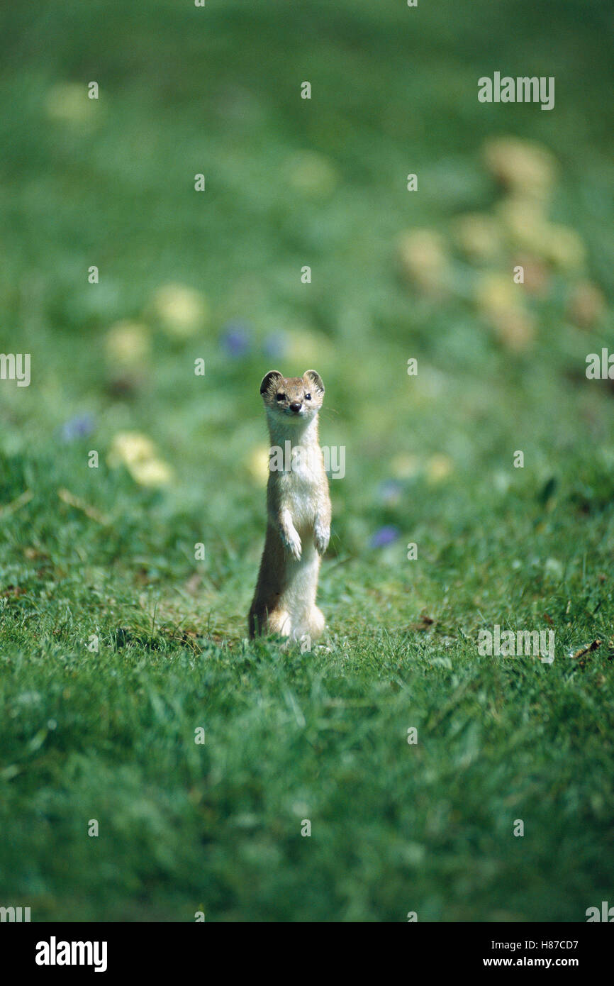 Least Weasel (Mustela nivalis) standing upright and alert in green ...