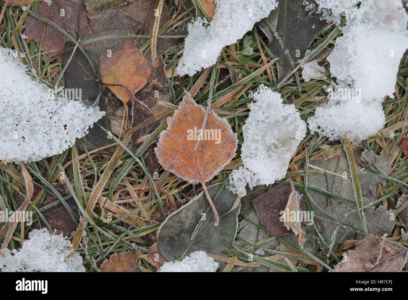 Ginger leaf hi-res stock photography and images - Alamy
