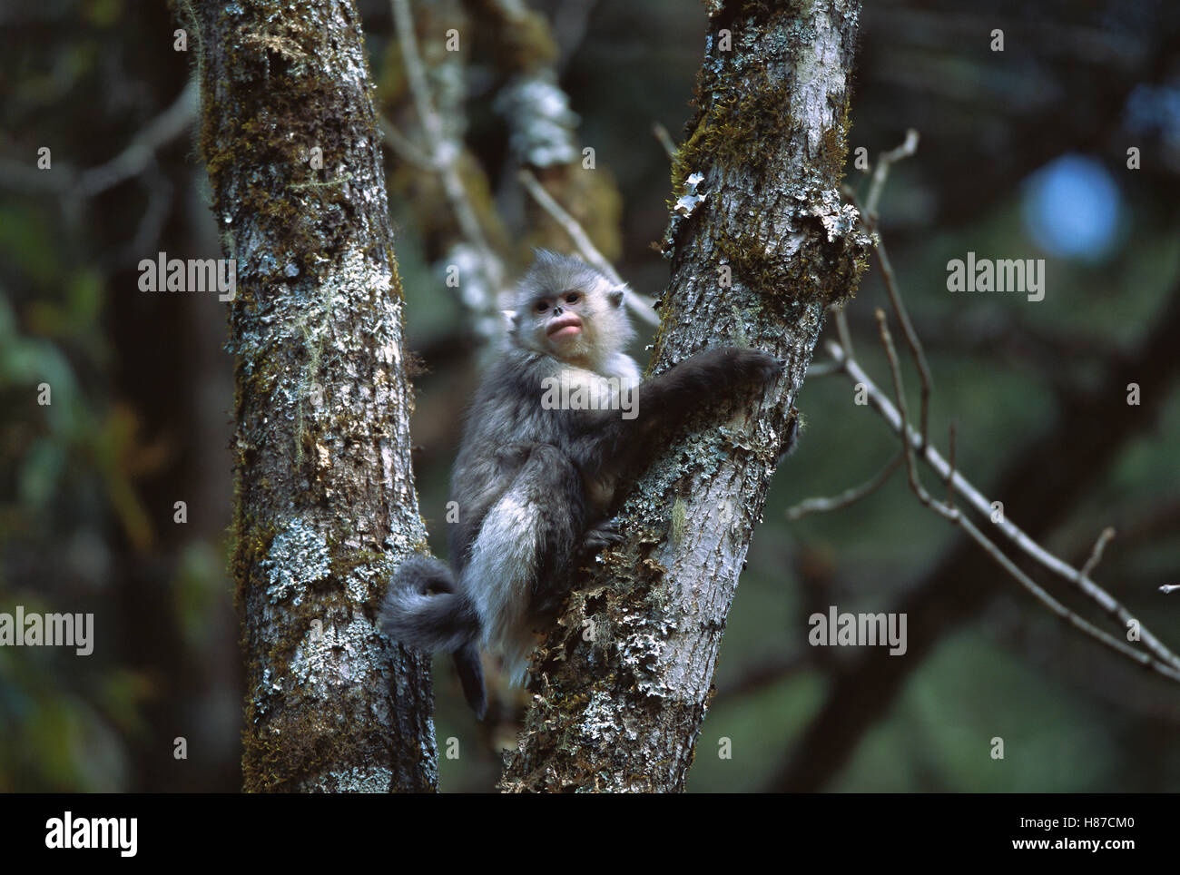 Yunnan Snub-nosed Monkey (Rhinopithecus bieti) in tree, Weixi County ...